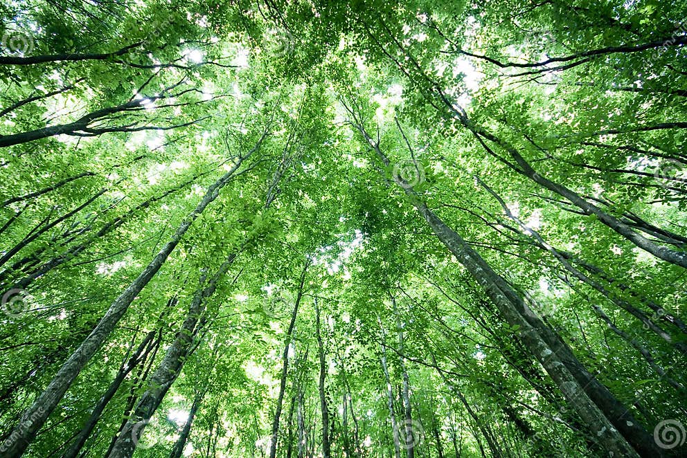 Trees in a Forrest stock image. Image of leaf, forrest - 28110729