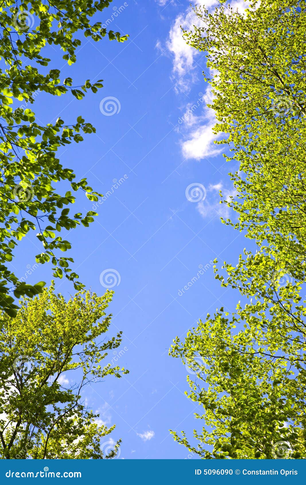 Trees framing blue sky stock photo. Image of blue, outdoor - 5096090