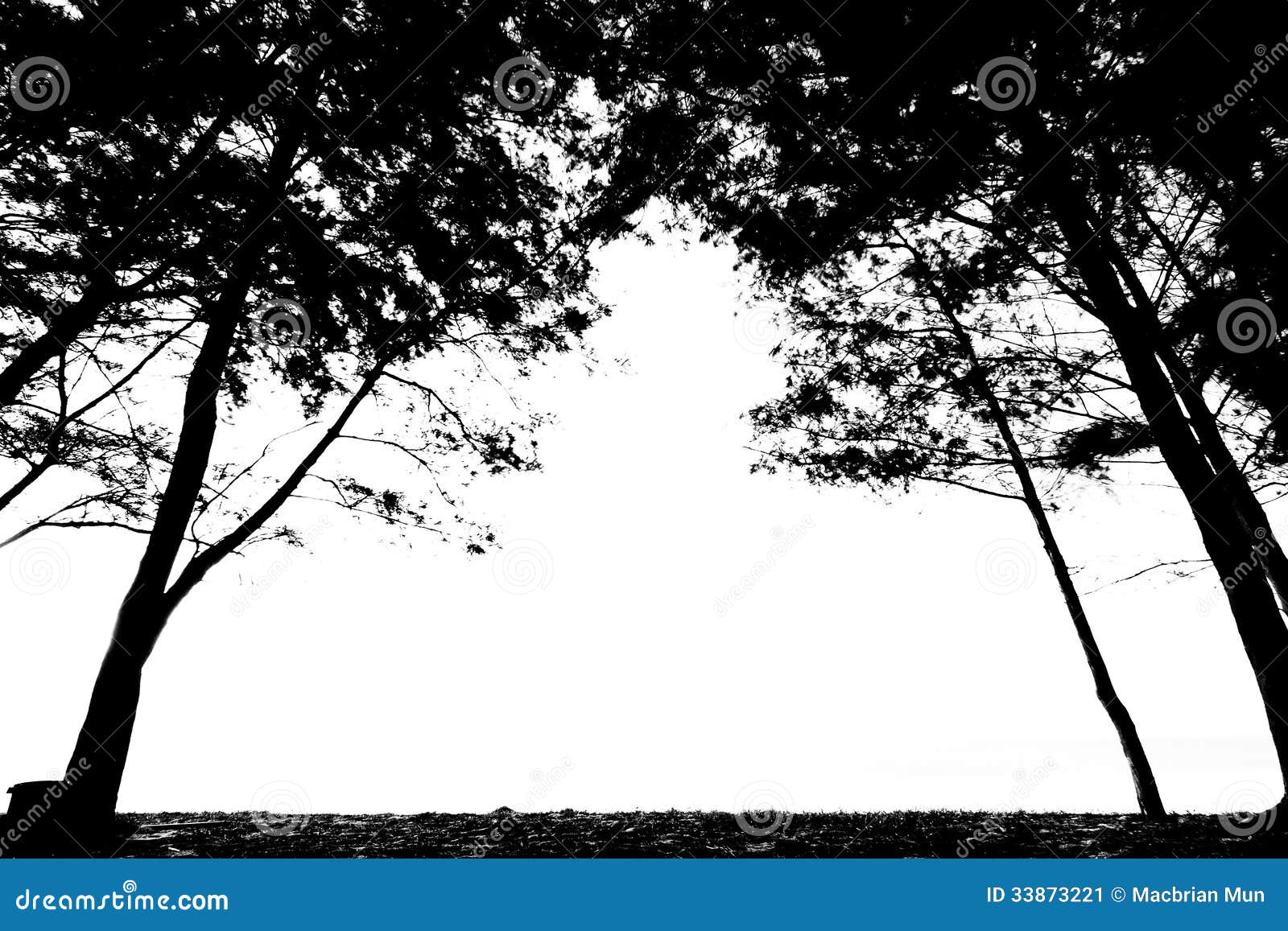 Trees Framing Empty White Space Stock Illustration - Illustration of ...
