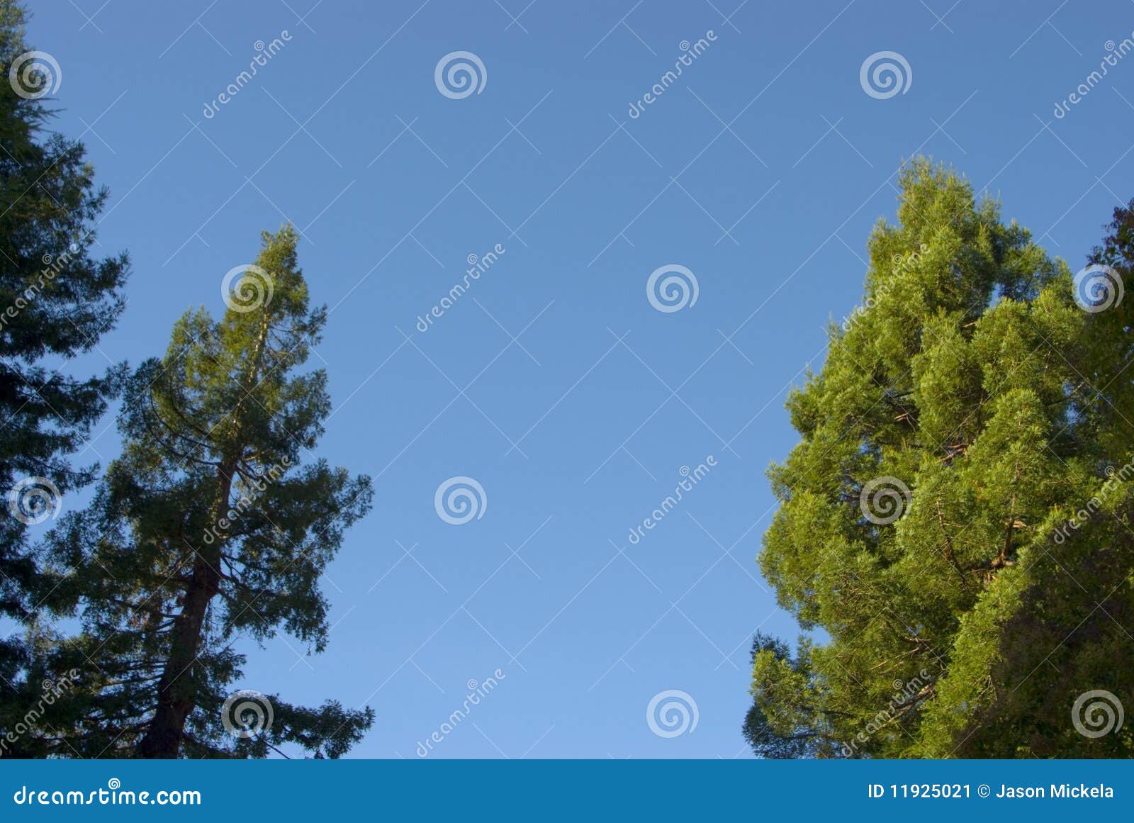 Trees Framing Trees Royalty-Free Stock Photo | CartoonDealer.com #230240247