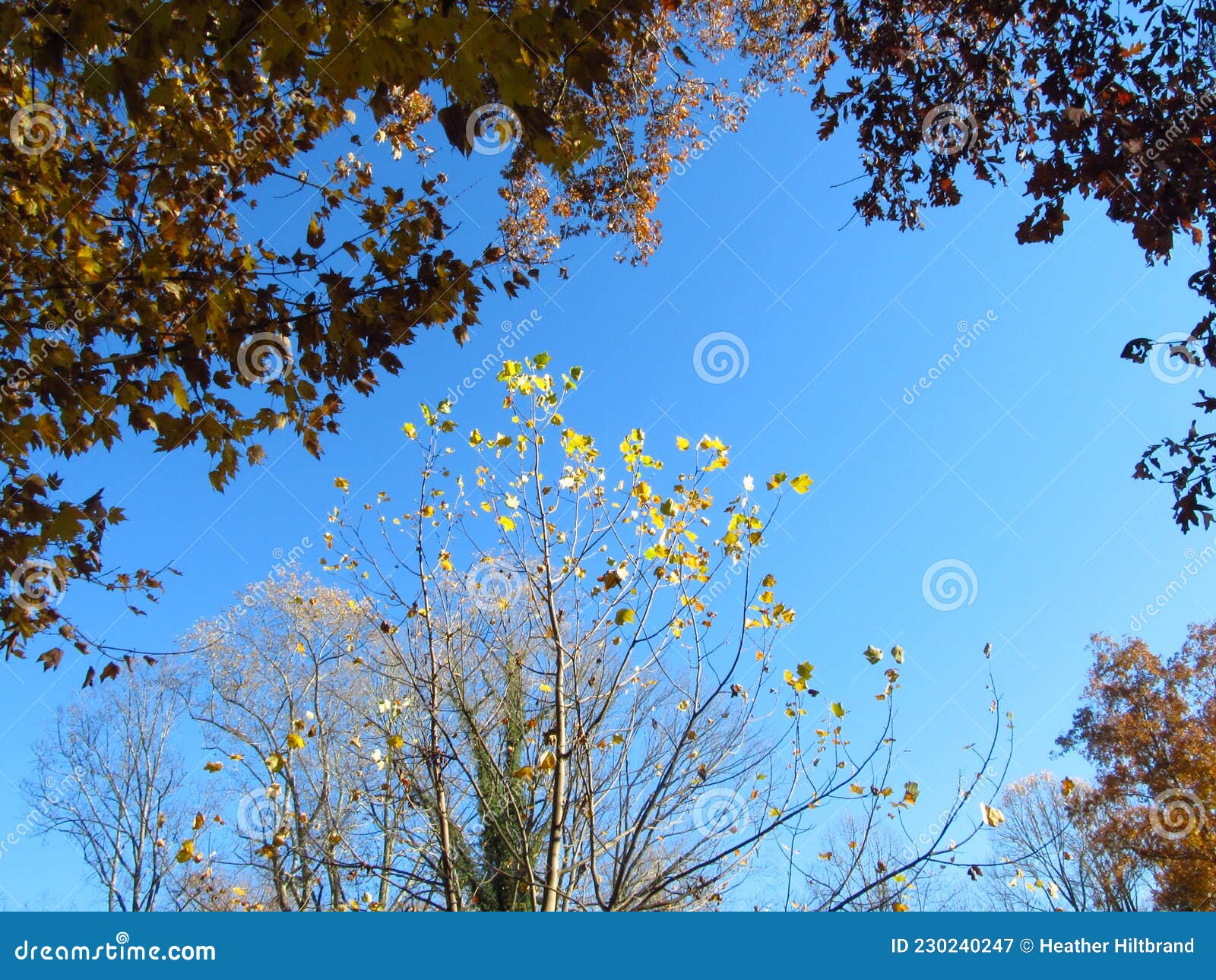 Trees Framing Trees stock image. Image of vivid, tennessee - 230240247
