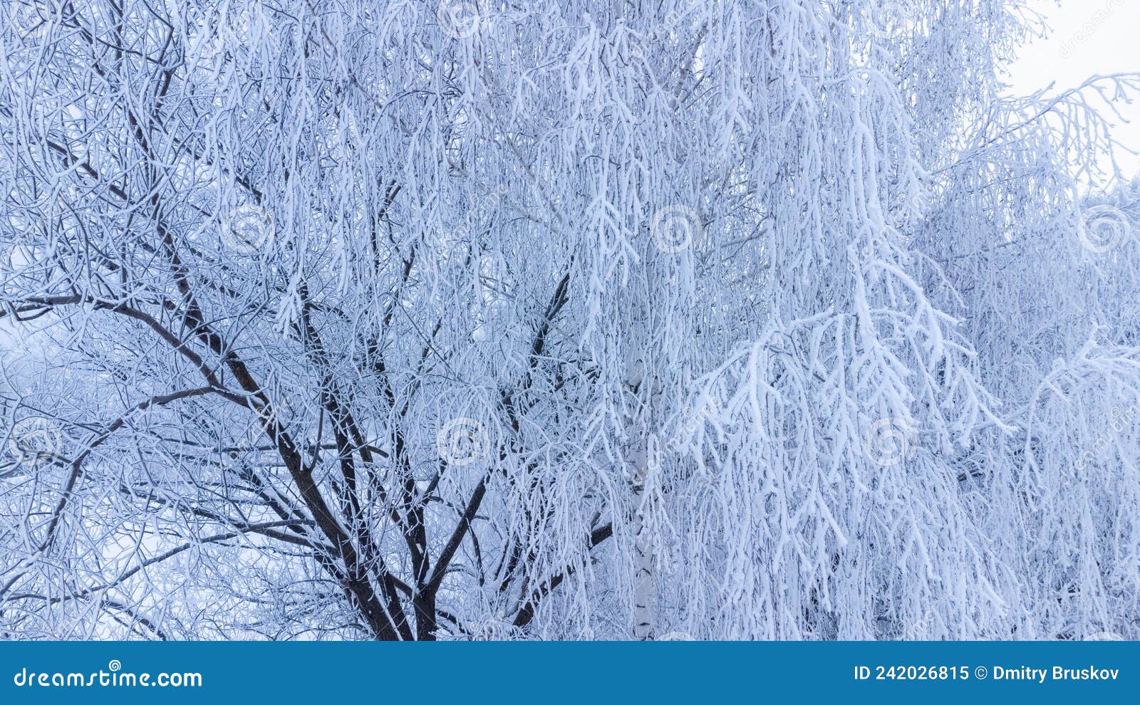 Trees after freezing rain stock image. Image of background - 242026815