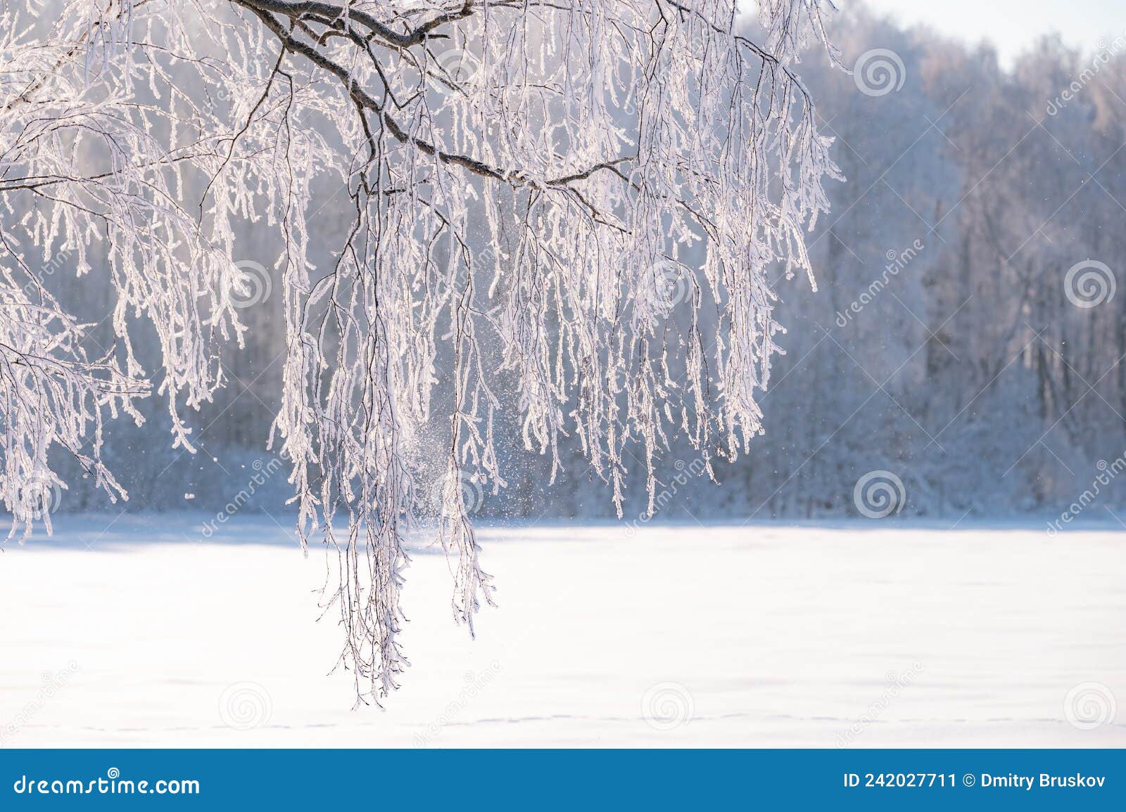 Trees after freezing rain stock image. Image of bright - 242027711