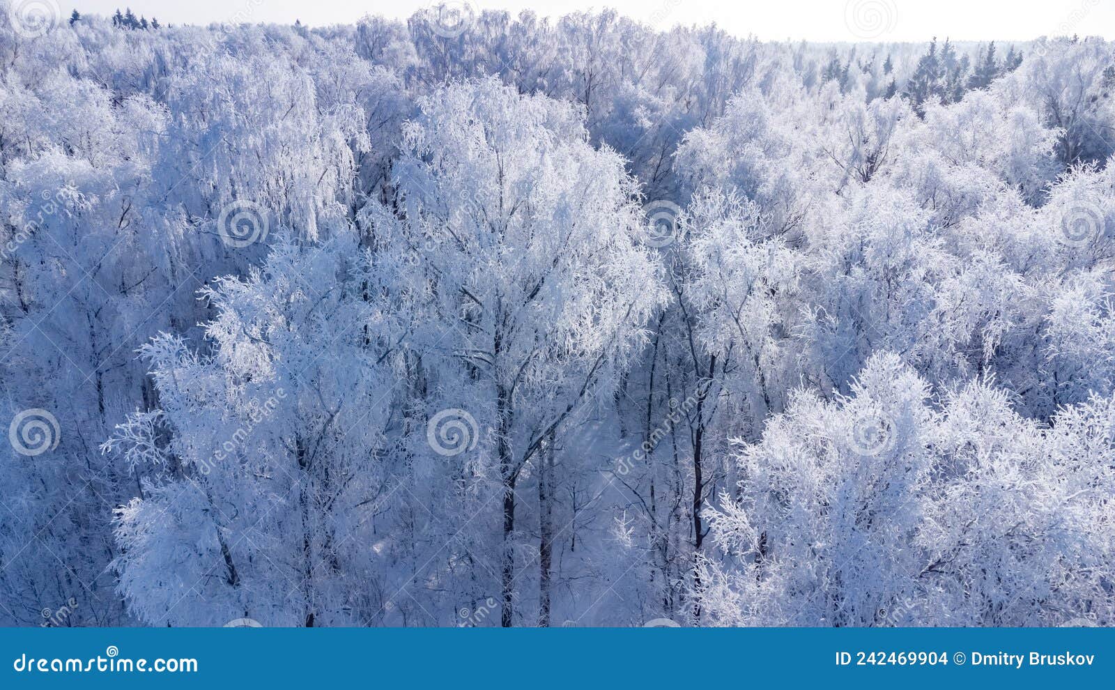 Trees after freezing rain stock photo. Image of contrast - 242469904
