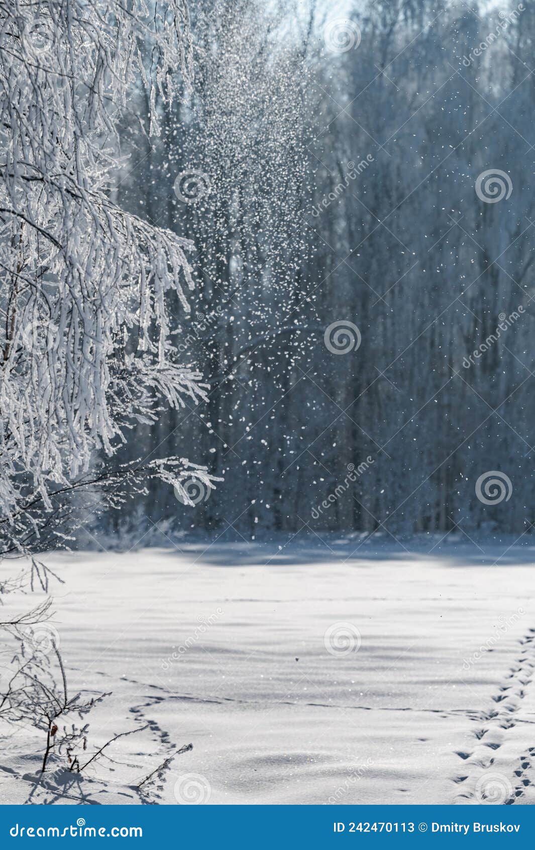 Trees after freezing rain stock image. Image of beautiful - 242470113