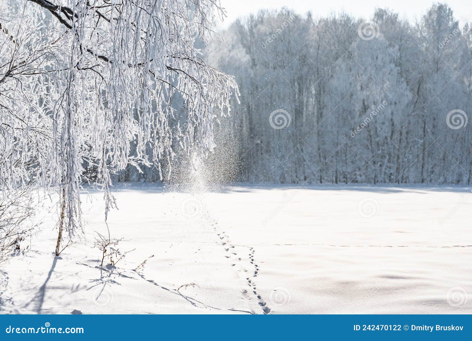 Trees after freezing rain stock photo. Image of frozen - 242470122