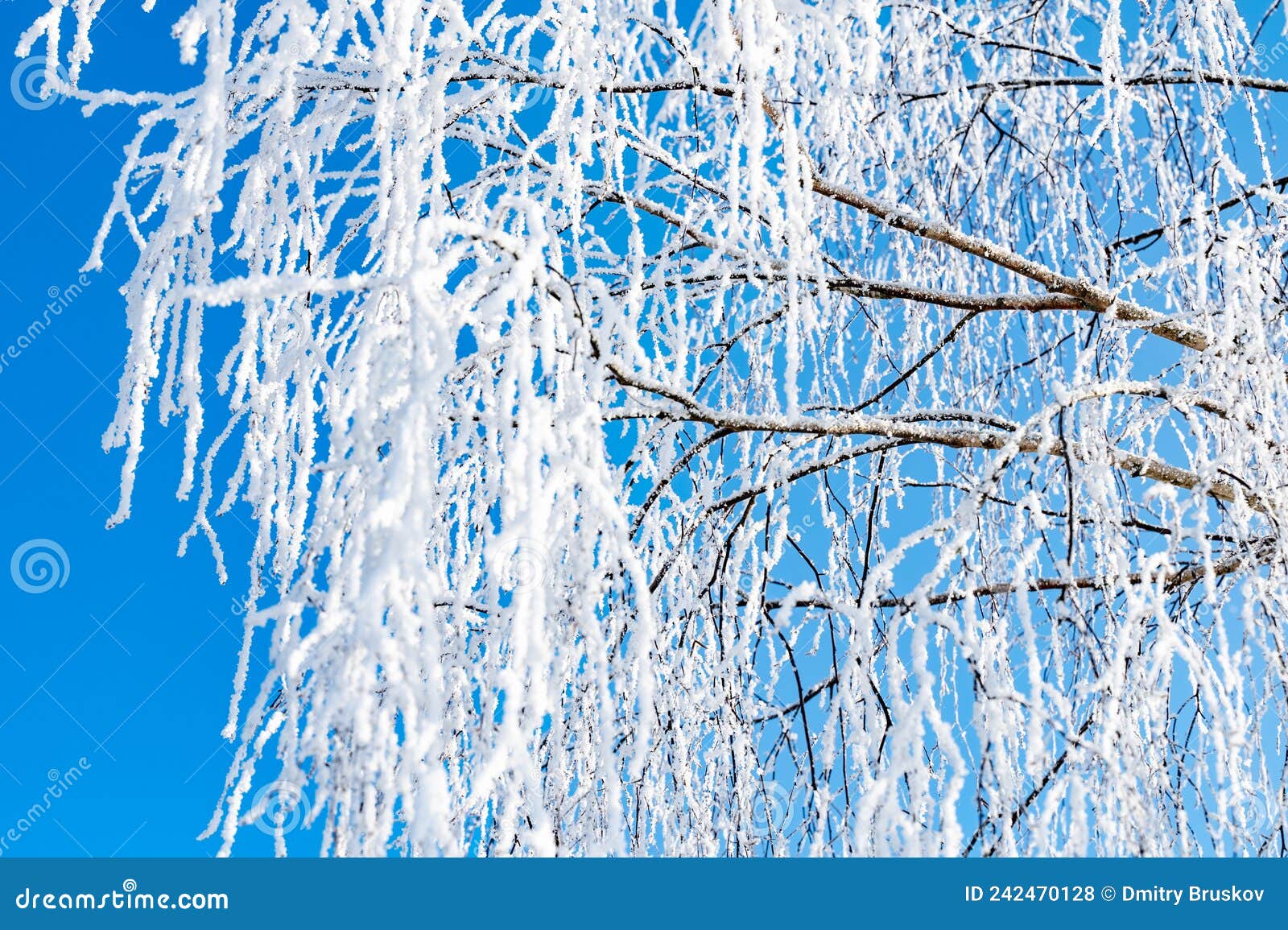 Trees after freezing rain stock photo. Image of frosty - 242470128