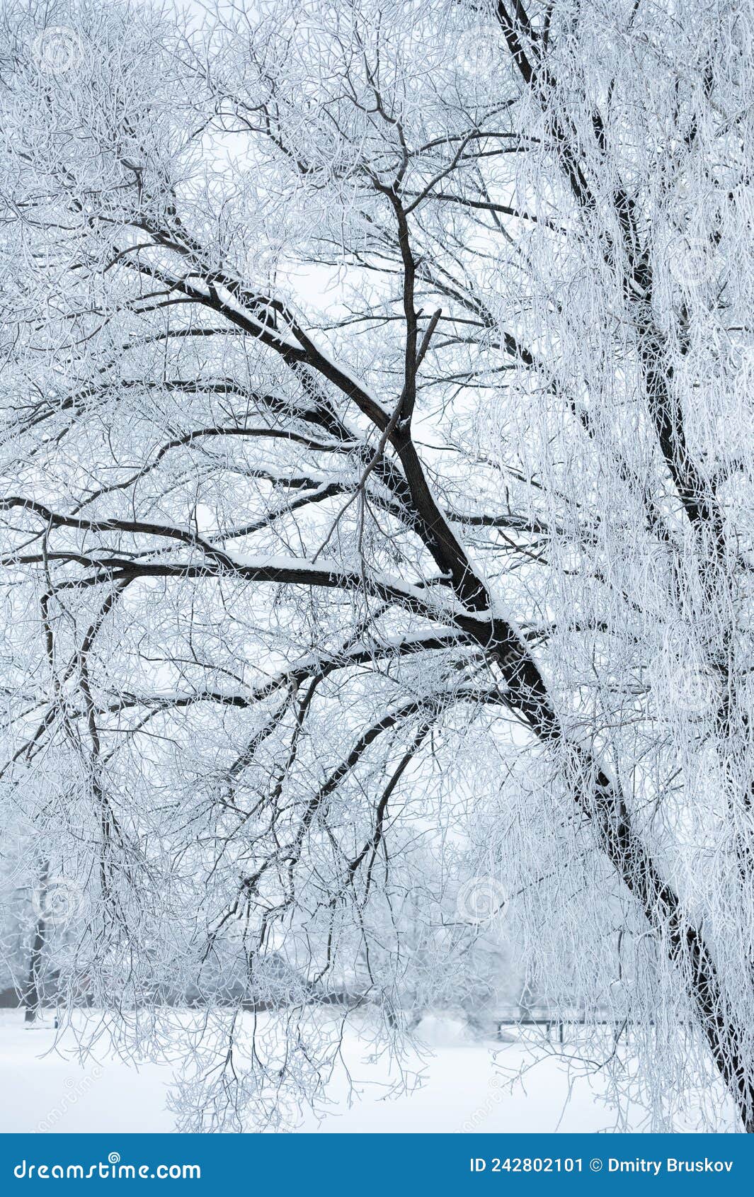 Trees after freezing rain stock image. Image of cold - 242802101