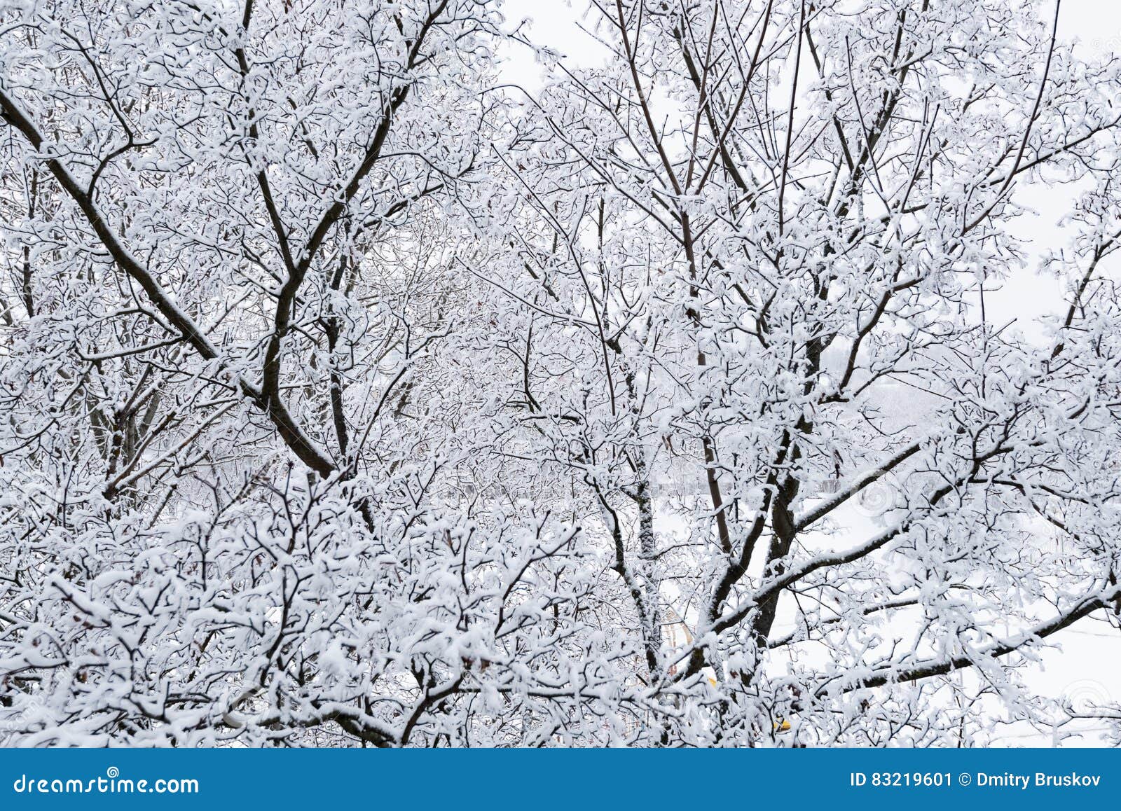 Trees after freezing rain stock image. Image of foggy - 83219601