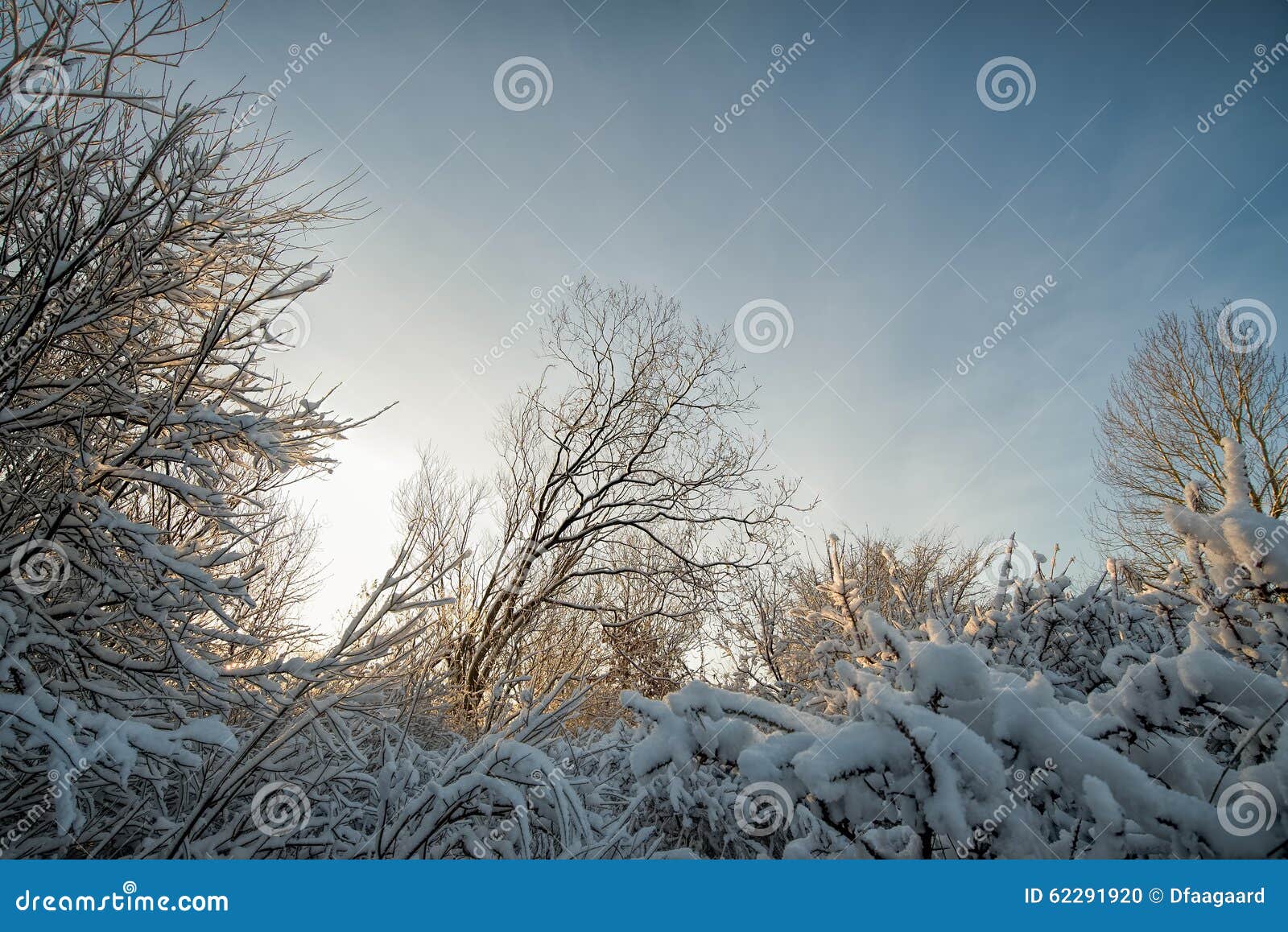 Trees with Freshly Fallen Snow Stock Photo - Image of brush, looking ...