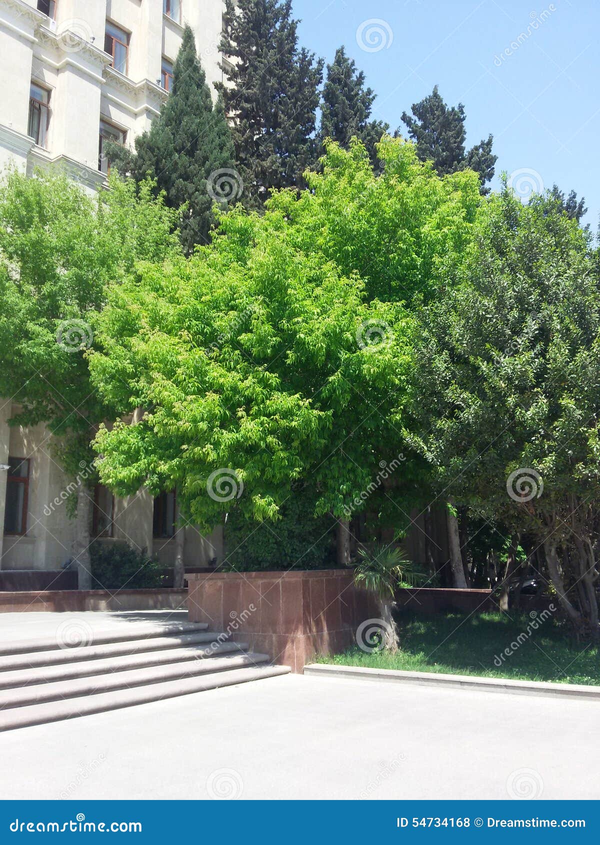 Trees in front of building stock photo. Image of bright - 54734168
