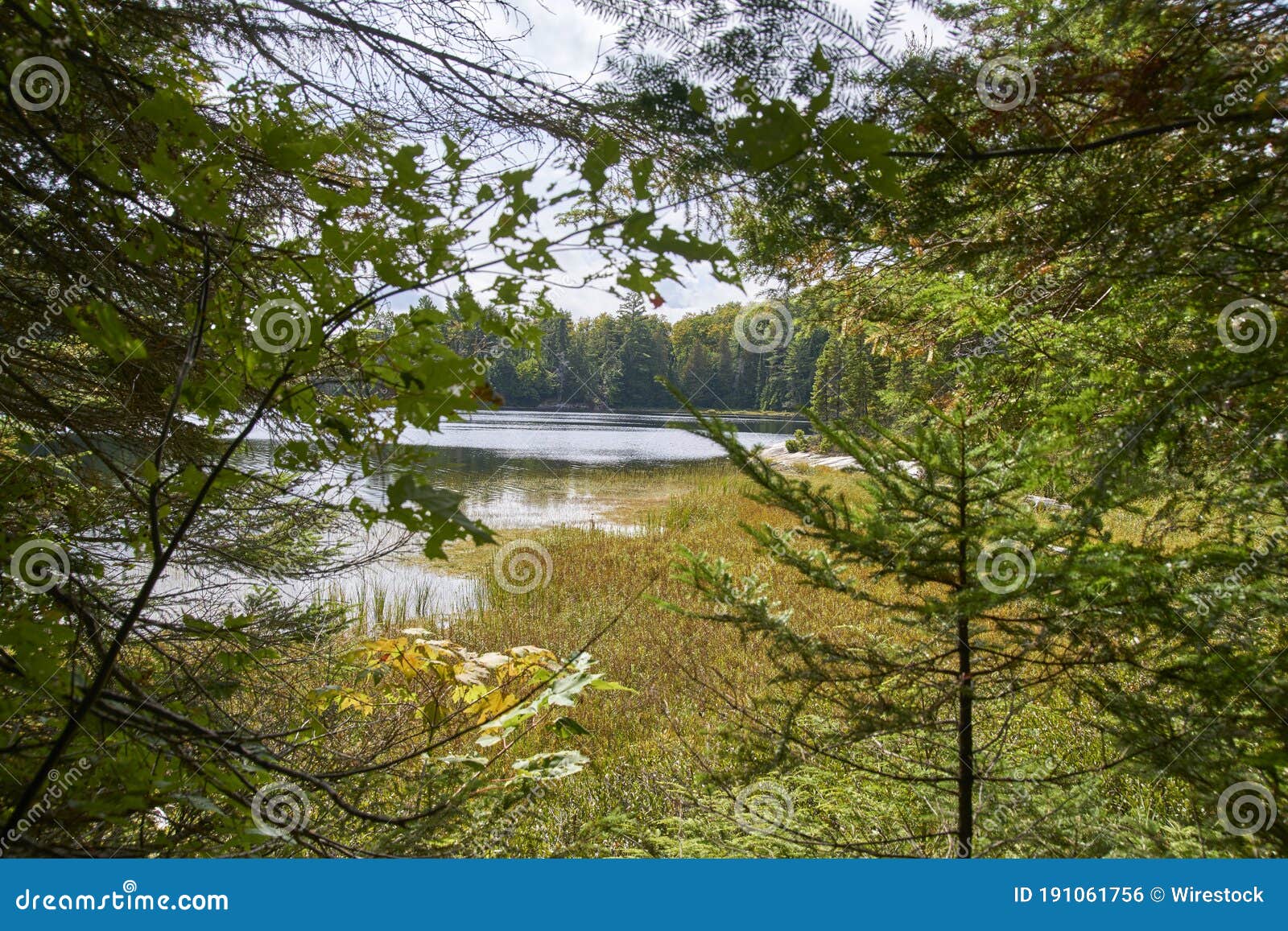 Trees in Front of the Water in Canada Stock Photo - Image of landscape ...