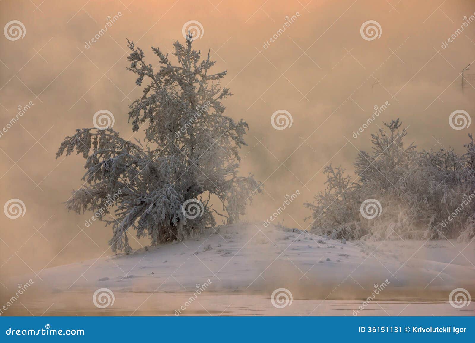Trees in the frosty mist stock image. Image of seasons - 36151131