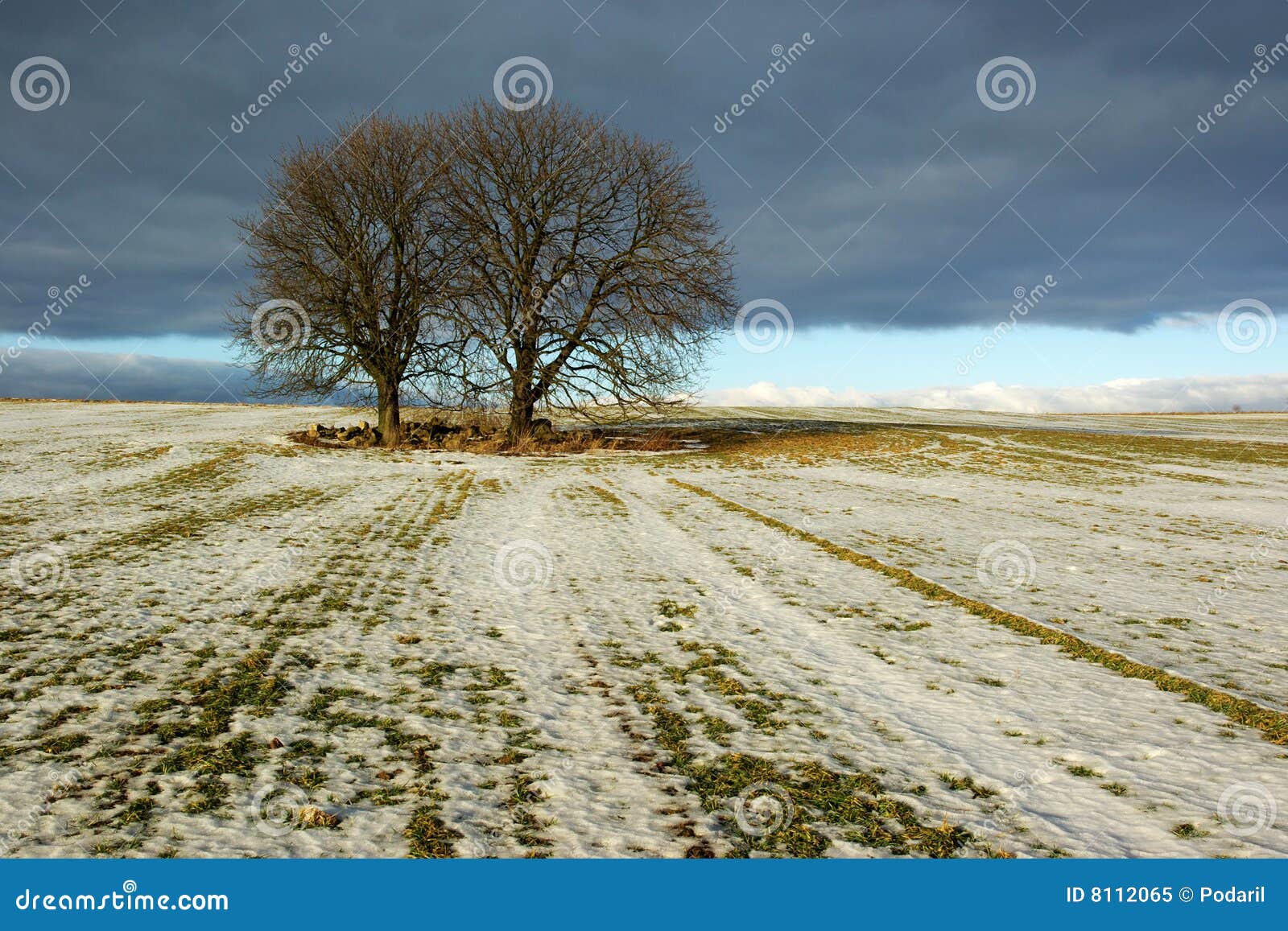 Trees in frozen field stock image. Image of bare, white - 8112065