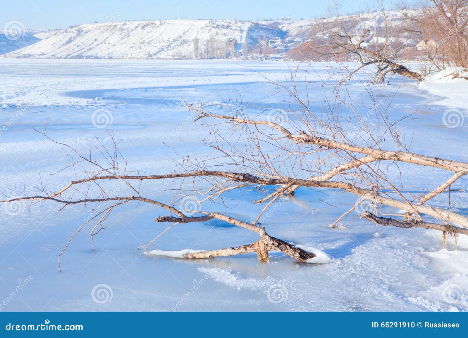 Trees in the frozen lake stock photo. Image of chill - 65291910