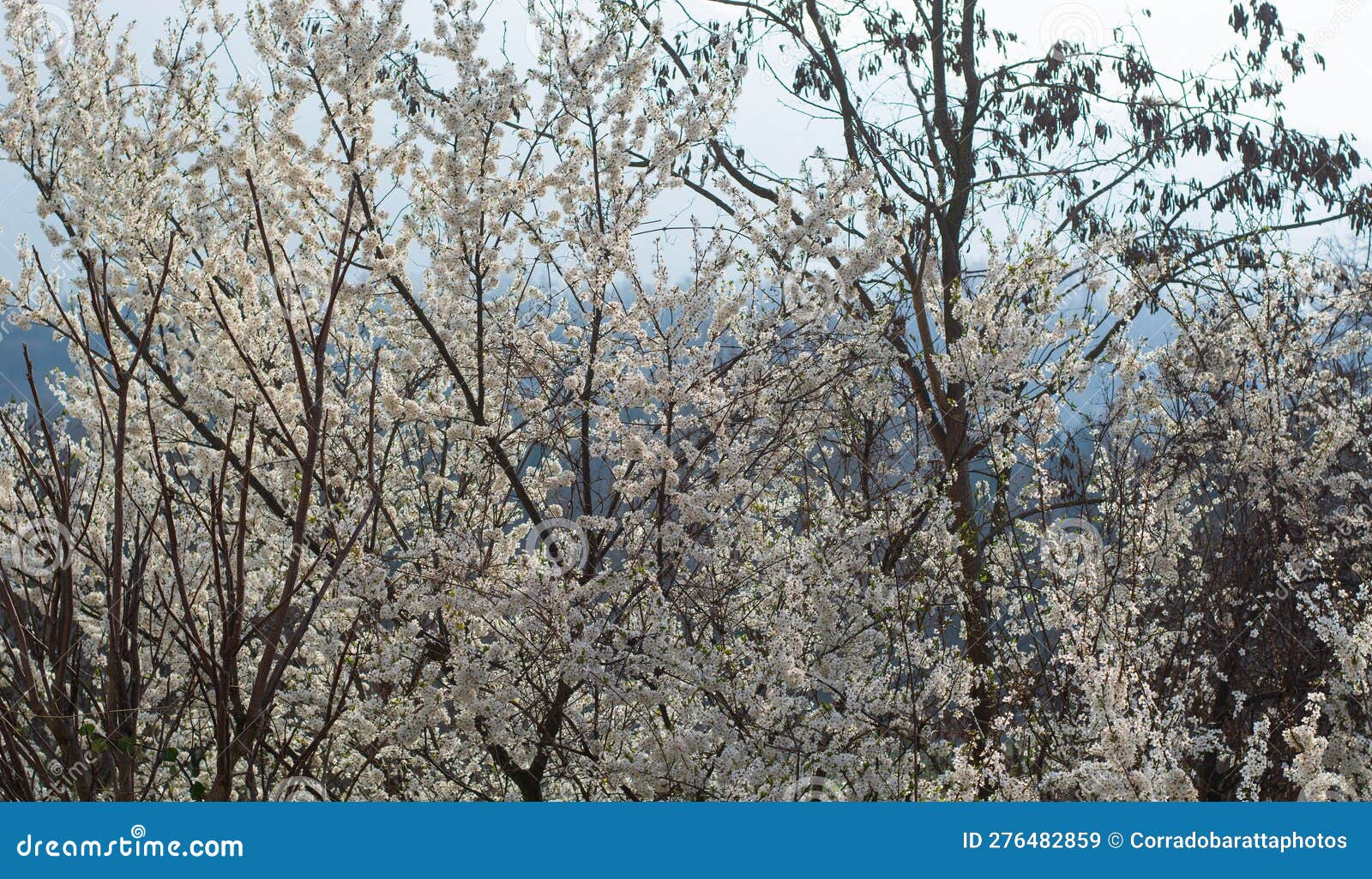 The Trees Full of Flowers in Spring Stock Image - Image of adventure ...
