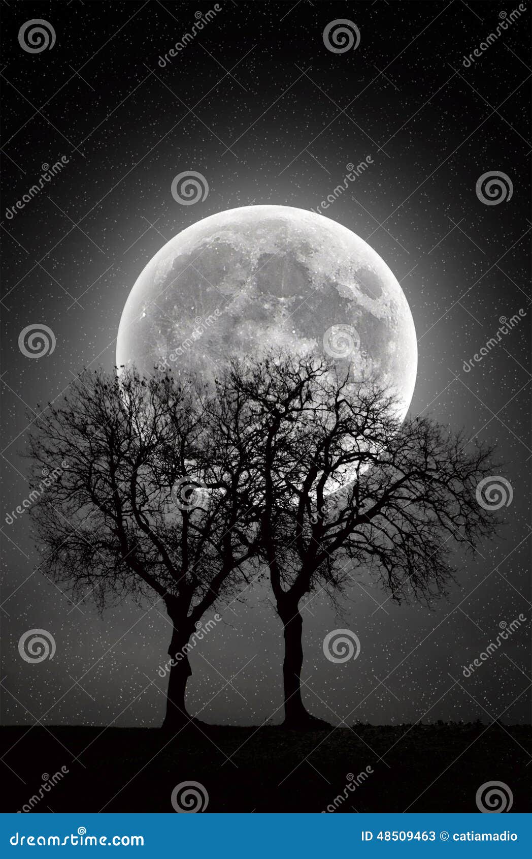 Trees in full moon stock image. Image of light, scene - 48509463