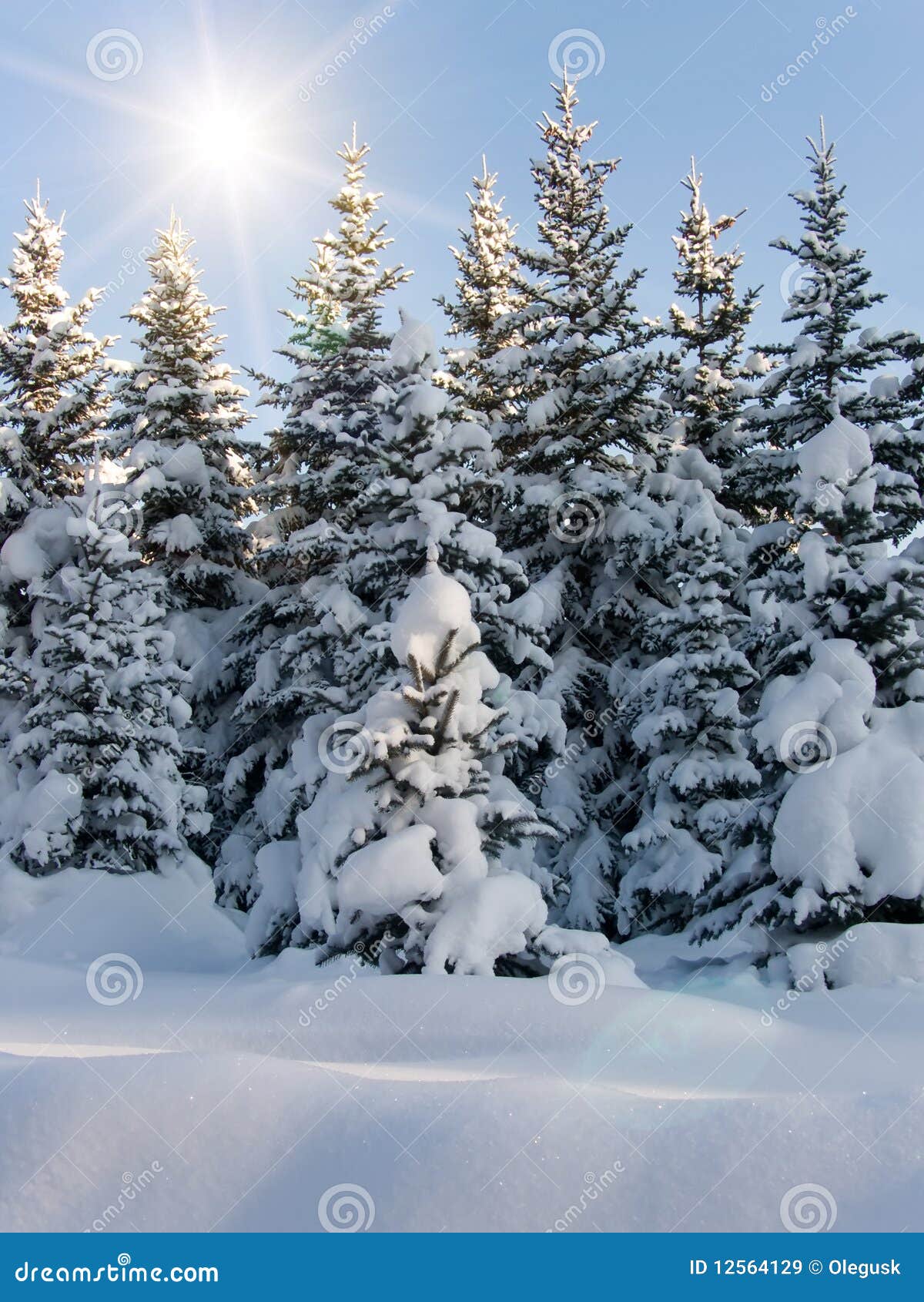 Trees fur-tree winter stock image. Image of frost, winter - 12564129