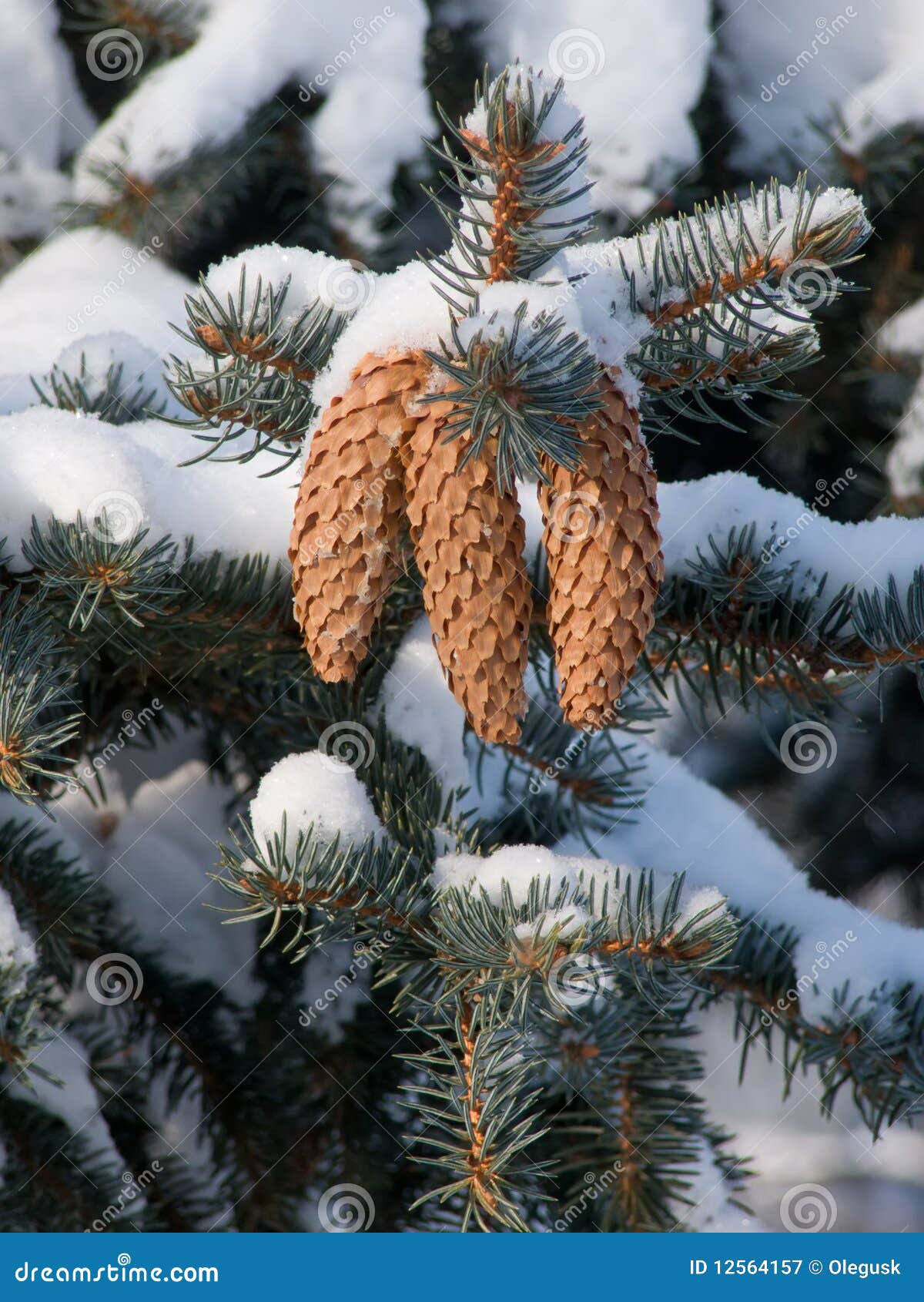 Trees fur-tree winter stock image. Image of nature, frost - 12564157