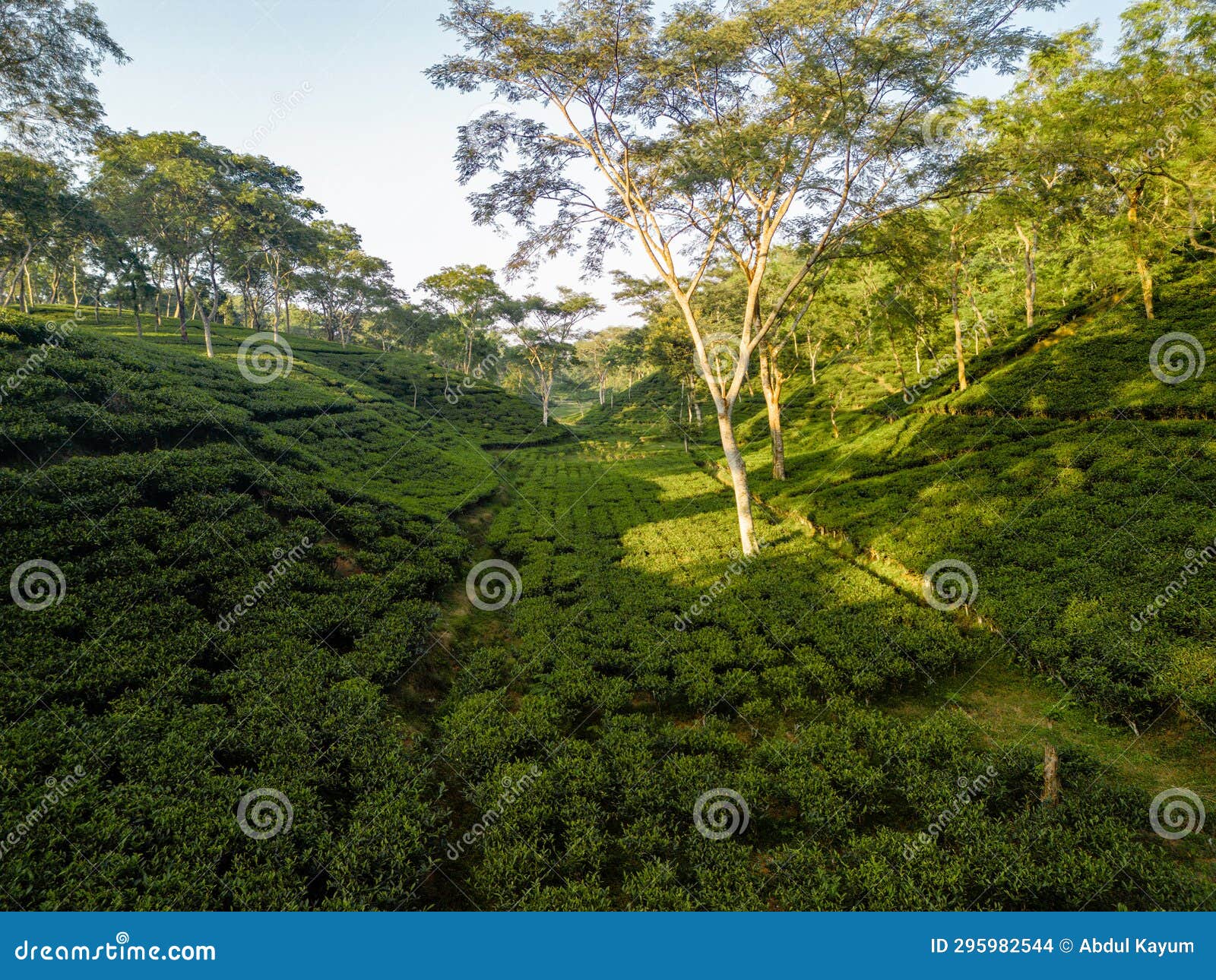 Trees in the Garden, Green Tea Plantation Stock Photo - Image of focus ...