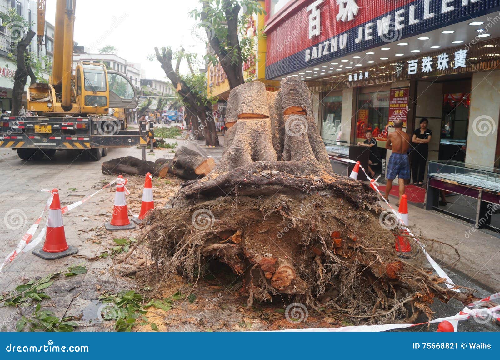 The Trees in the Garden Workers Handling Typhoon Toppled Editorial ...