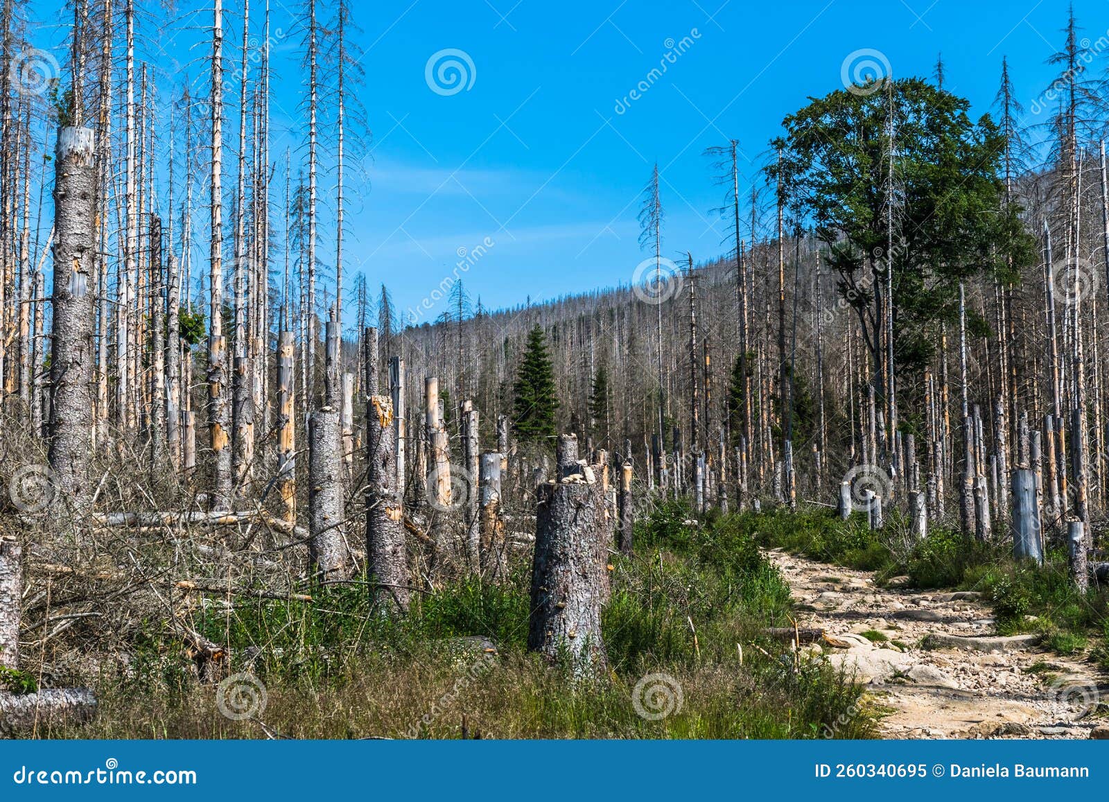 Trees in the German Low Mountain Range Harz Which are Destroyed by Bark ...
