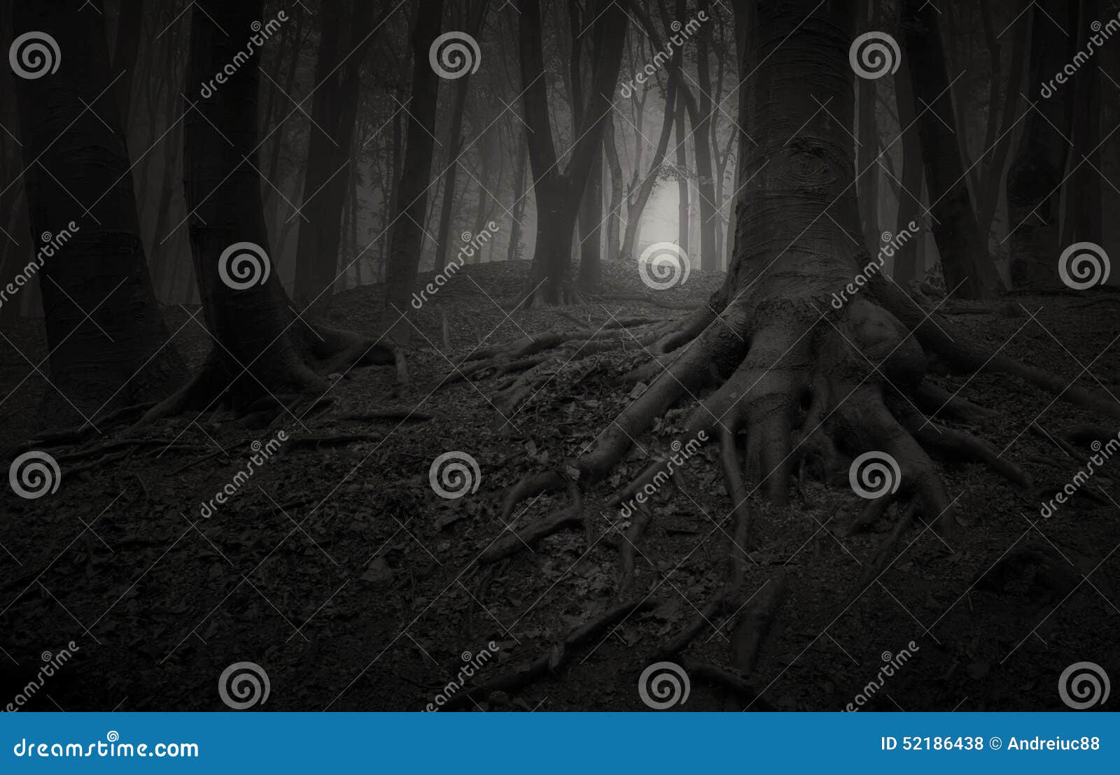 Trees with Giant Roots in Dark Haunted Forest Stock Photo - Image of ...