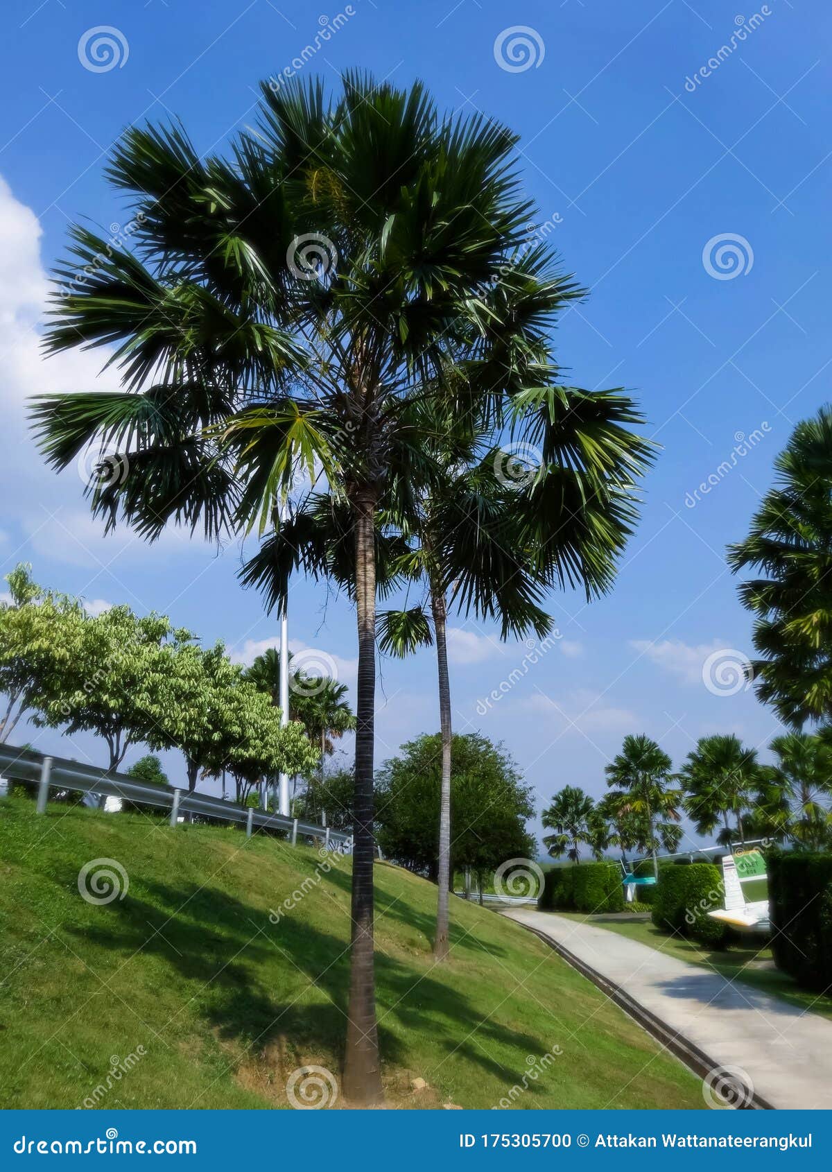 Trees Give Freshness To the World. Stock Photo - Image of give, trees ...