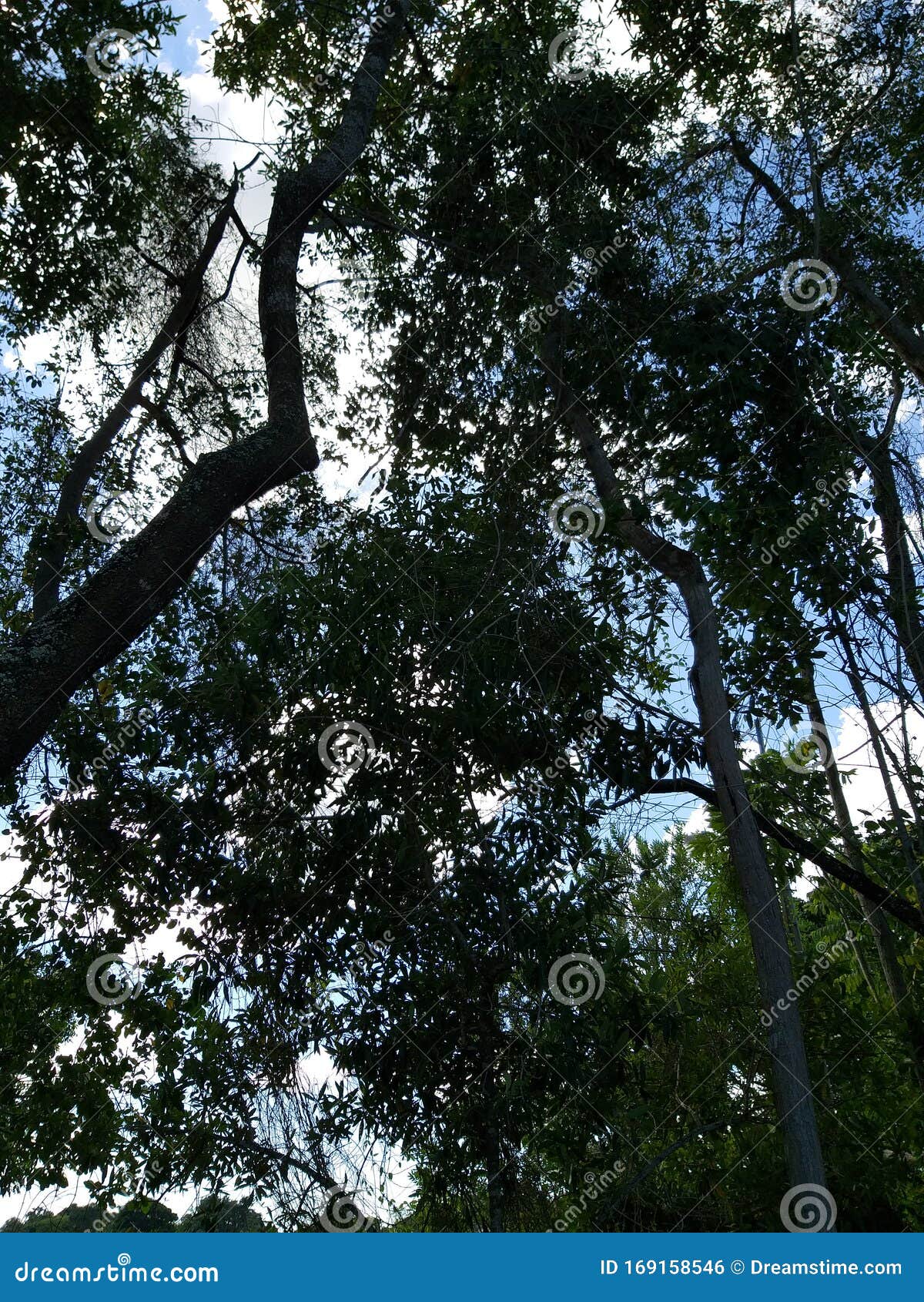 The trees that give life stock photo. Image of give - 169158546