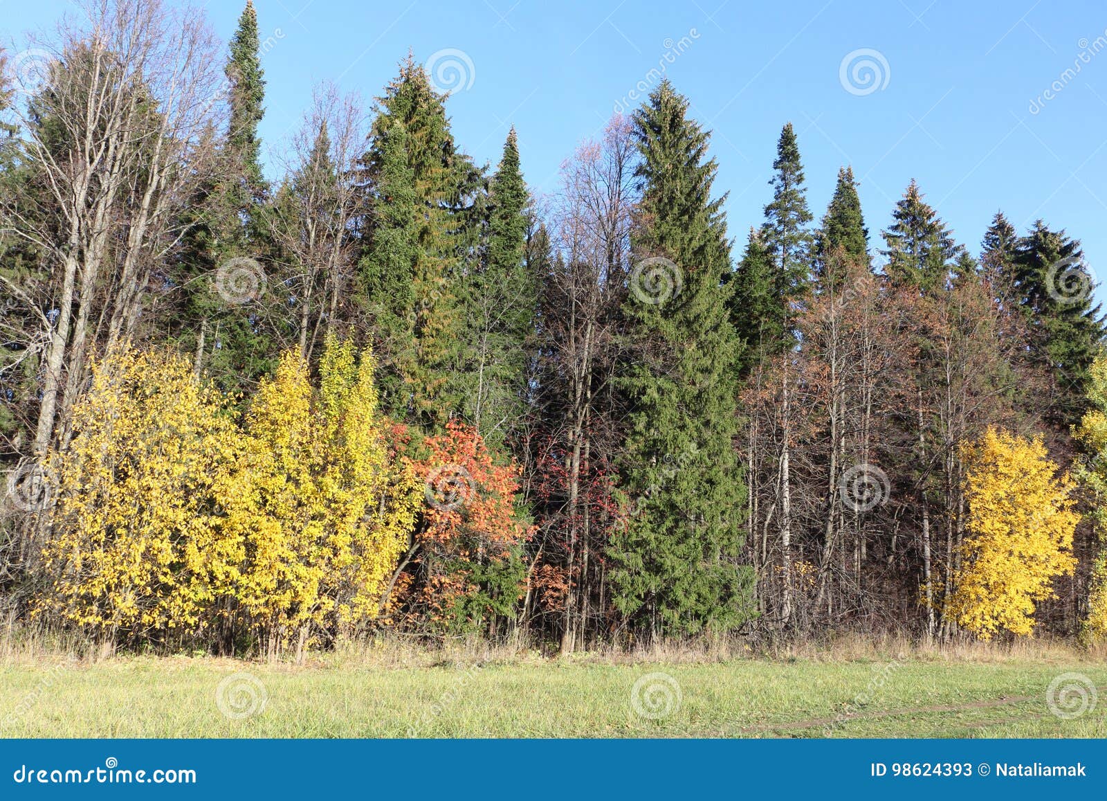 Trees on a Glade in the Autumn Wood Stock Image - Image of soil, plant ...