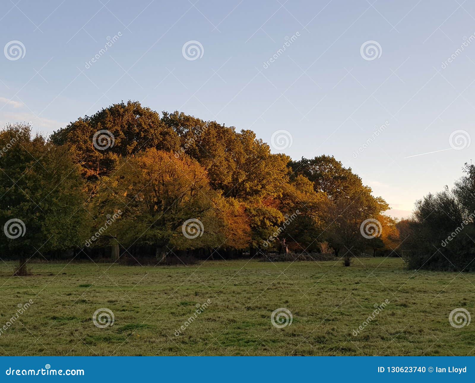 Autumn Trees Rest in the Evening Sun Stock Photo - Image of time, trees ...