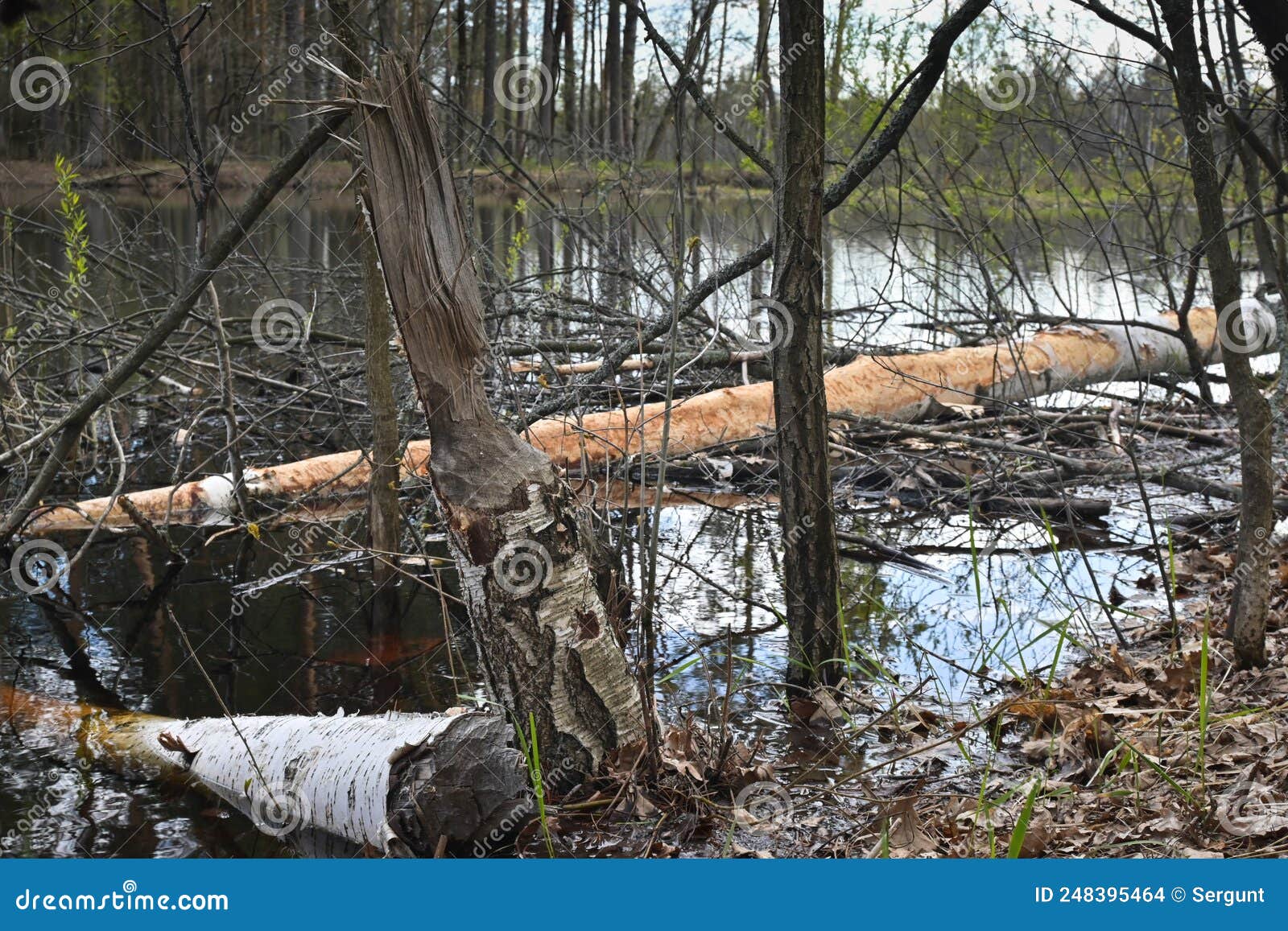 Trees gnawed by beavers stock photo. Image of ecology - 248395464