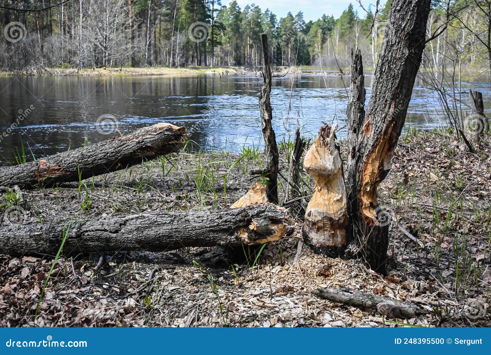 Trees gnawed by beavers stock photo. Image of ecology - 248395500