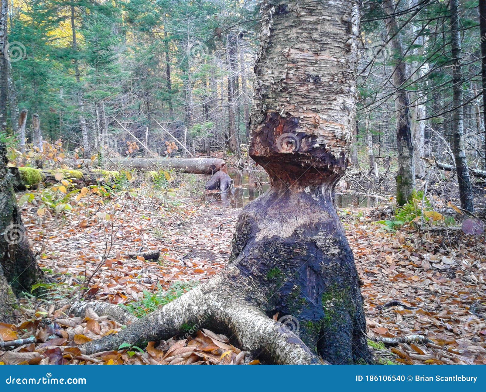 Trees Gnawed and Fallen by Beaver in Forest of New Hampshire Stock ...