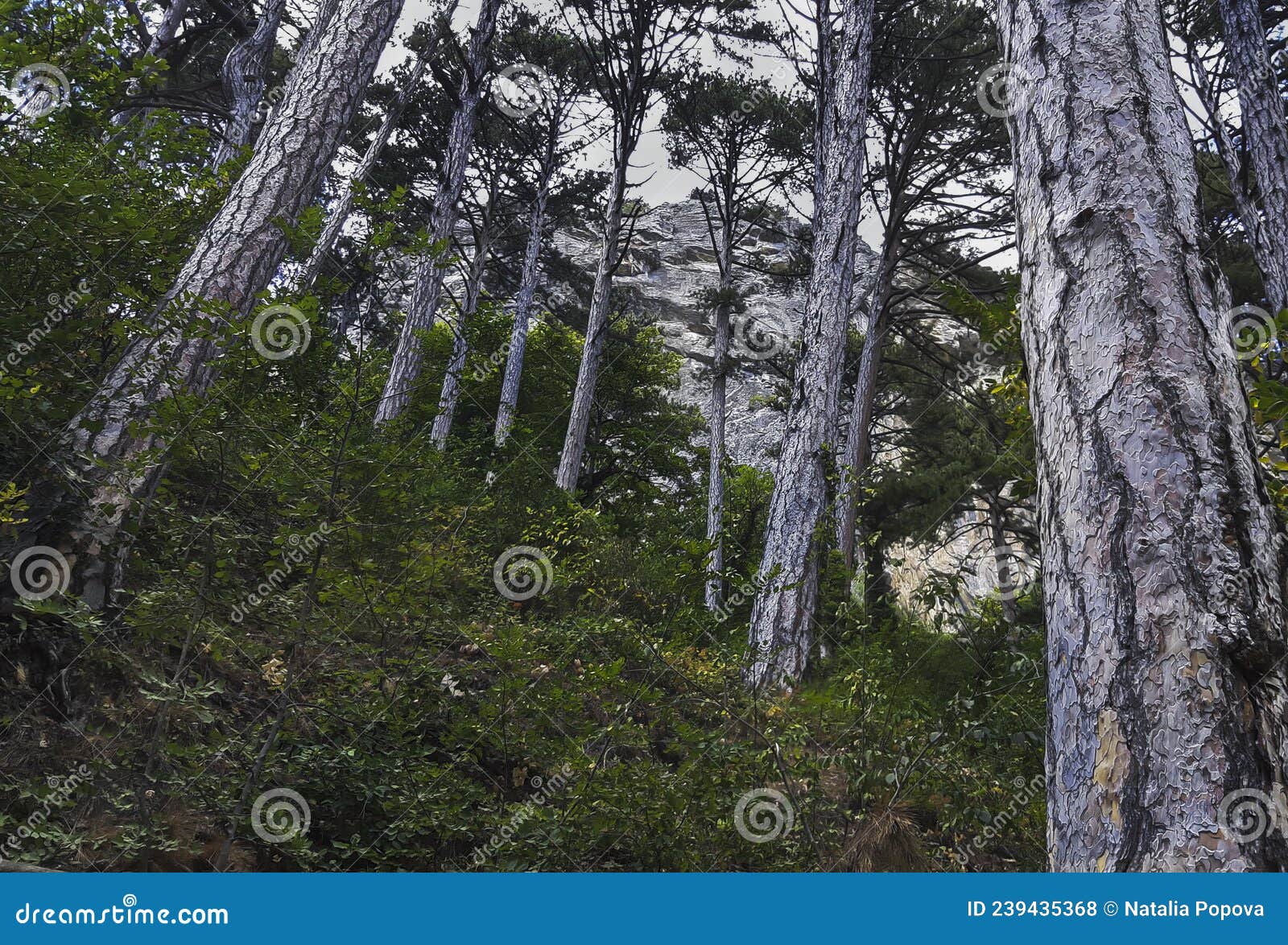 Trees going up stock photo. Image of plant, krasnodar - 239435368