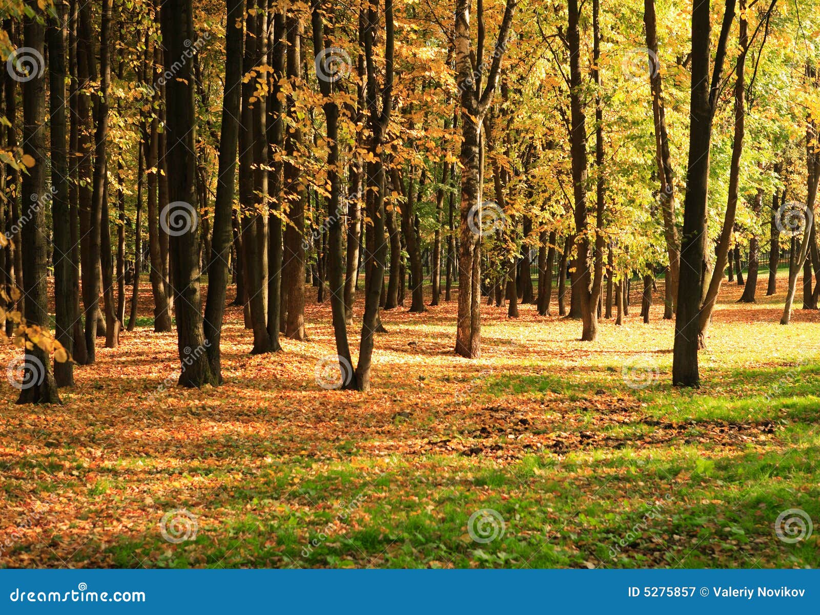 Trees in gold fall stock image. Image of entire, golden - 5275857
