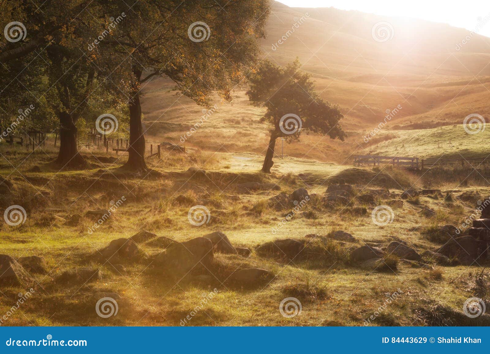 Trees and golden light stock image. Image of background - 84443629