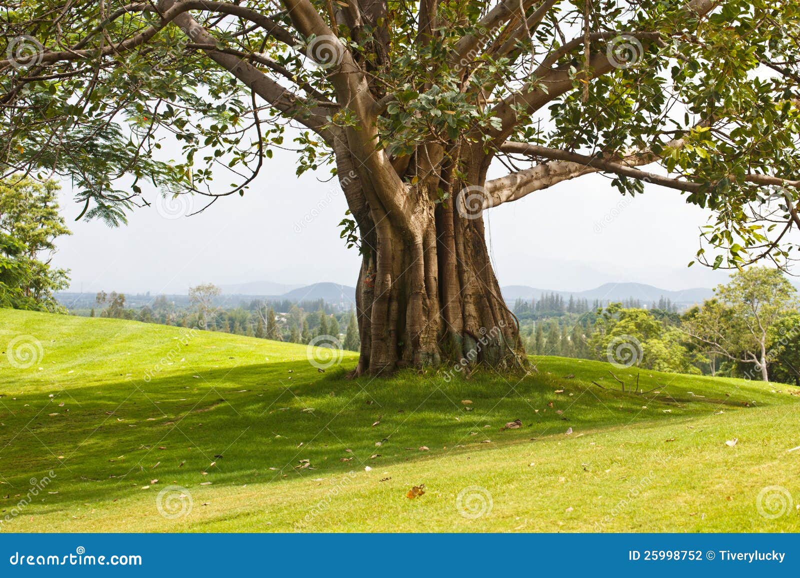 Trees on the golf course stock photo. Image of branch - 25998752