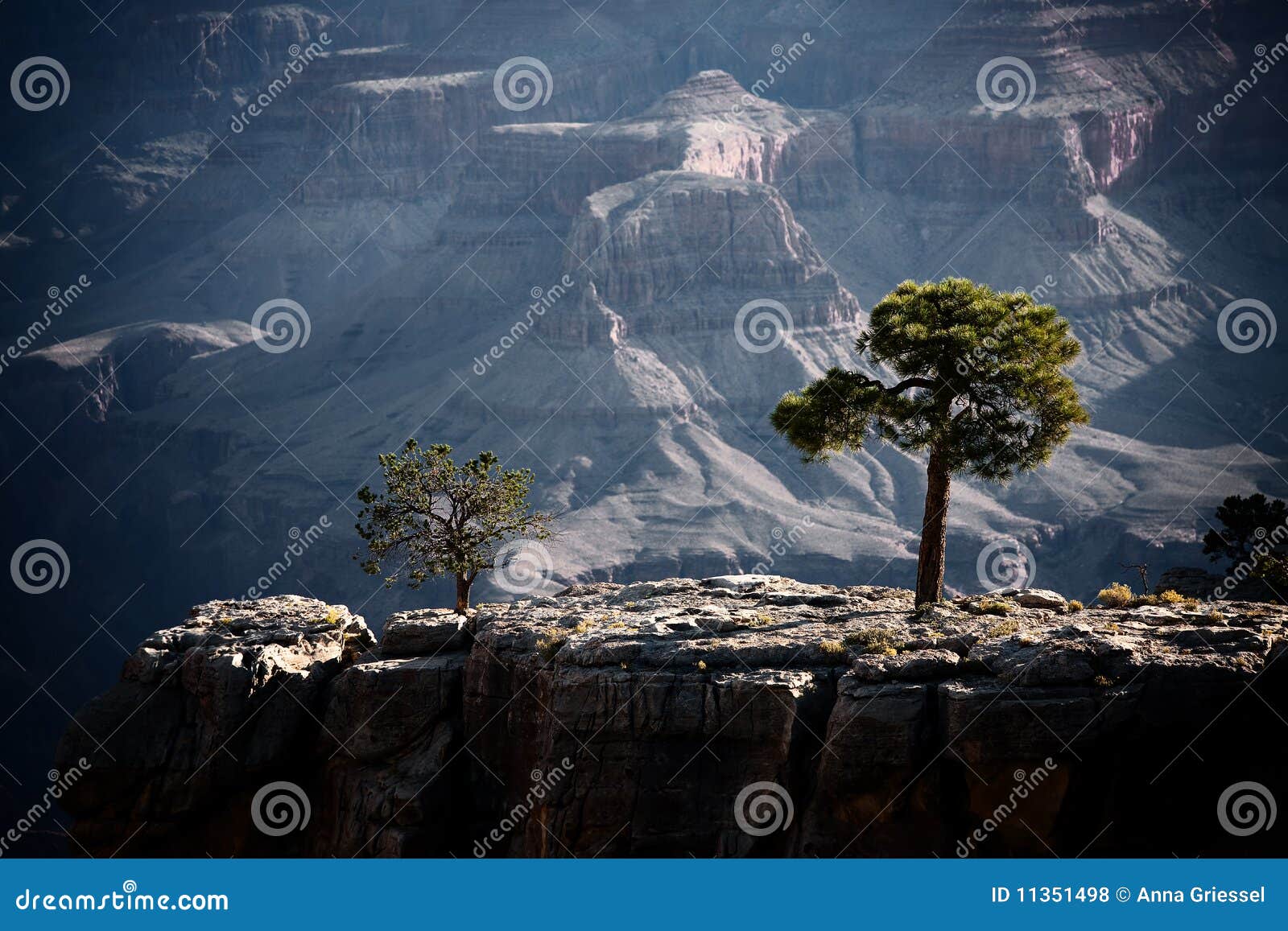 Trees in the Grand Canyon stock photo. Image of canyon - 11351498