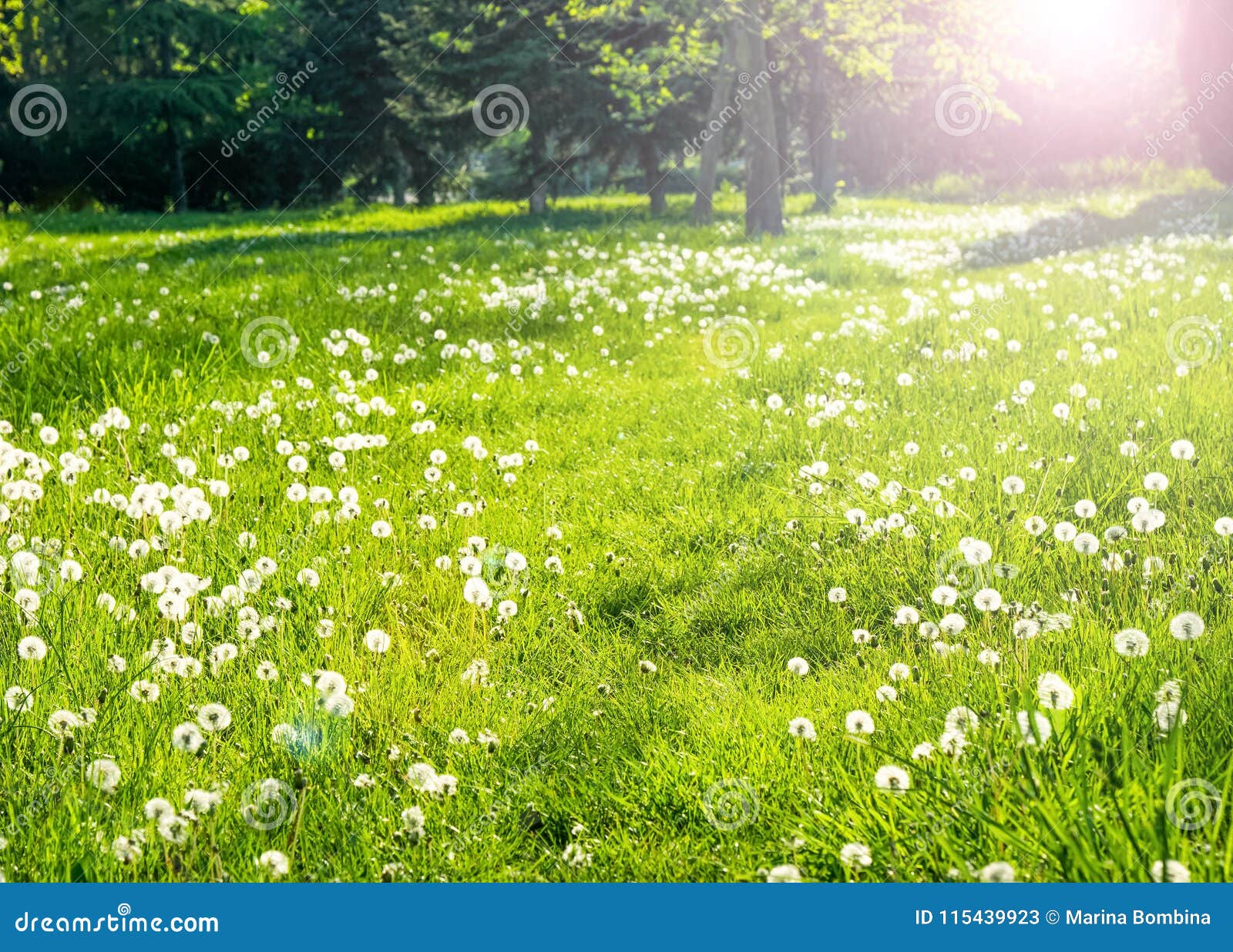 Trees and Grass in Backyard at Sunny Day Stock Image - Image of sunny ...