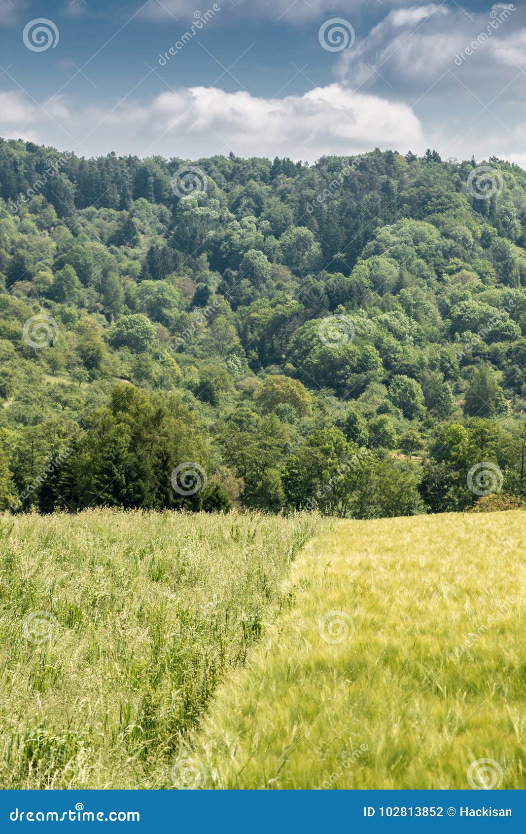 Field and forest stock photo. Image of peace, nature - 102813852