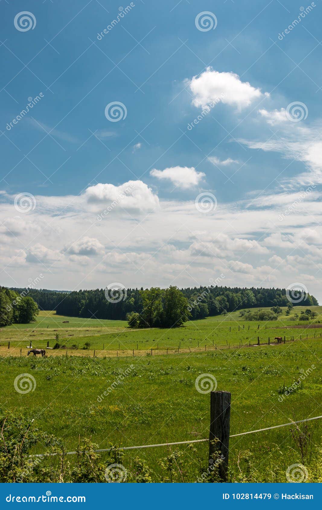 Field and forest stock image. Image of plant, forest - 102814479
