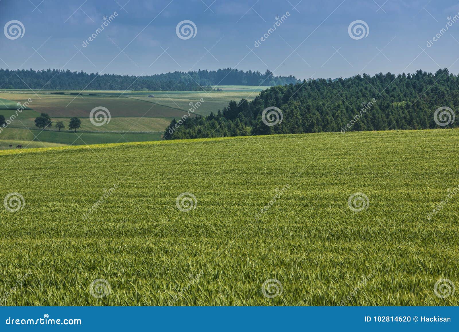 Field and forest stock photo. Image of nature, plants - 102814620