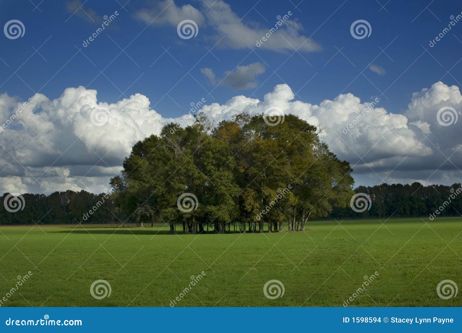 Trees in Grass Field stock photo. Image of agriculture - 1598594