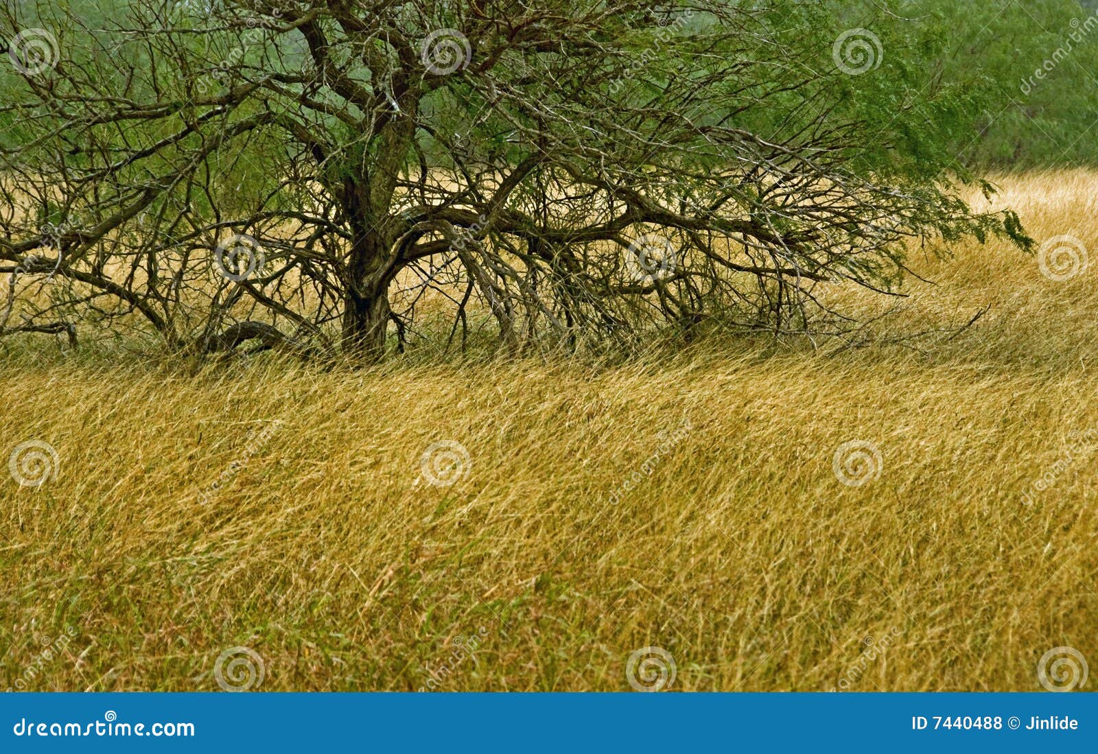 Trees in a grass field stock photo. Image of gnarly, windy - 7440488