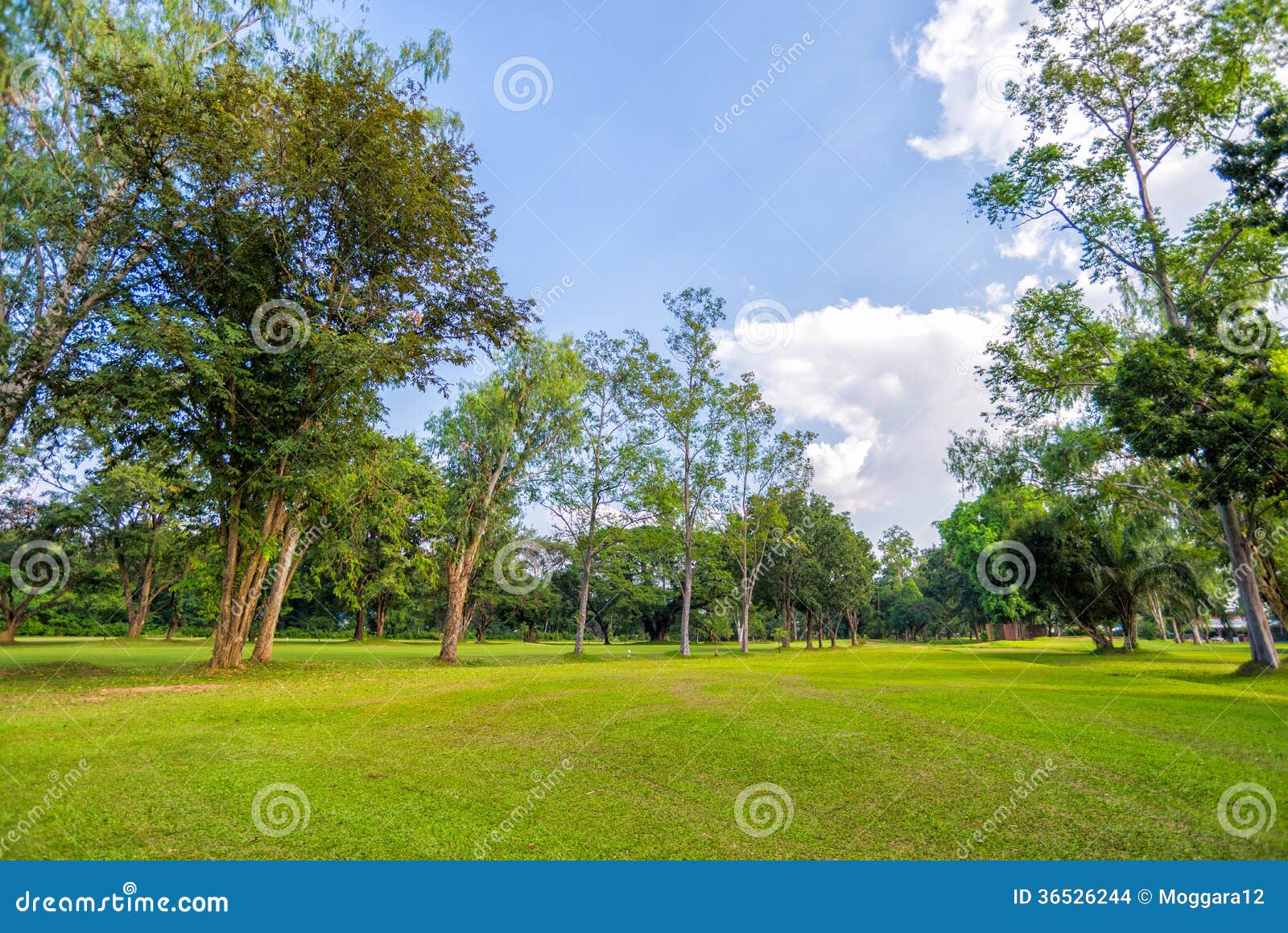 Trees and Grass Field with Sky and Cloud Stock Photo - Image of leaf ...
