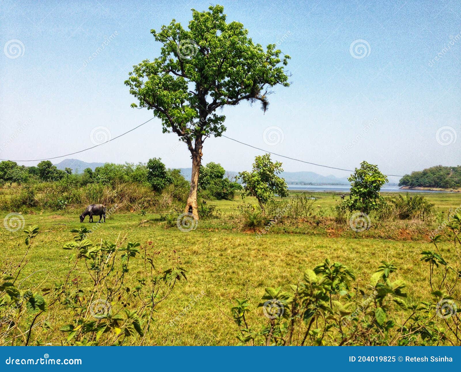 Trees and grass landscape stock image. Image of trees - 204019825