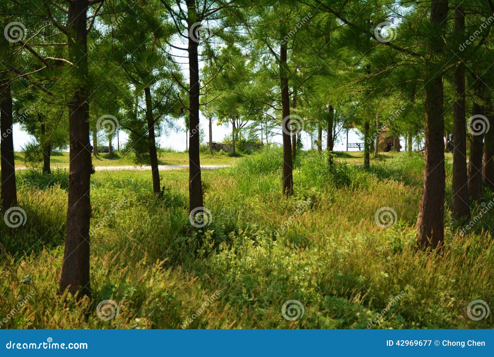 Forest Trees Grass Path in a Sunny Day Stock Image - Image of trees ...