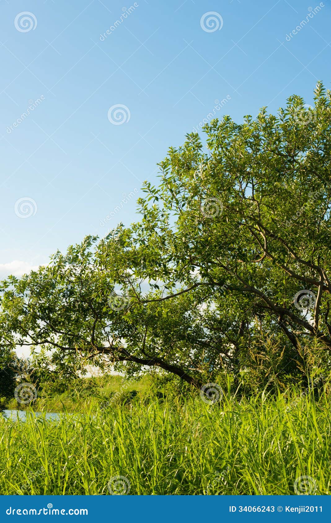 Trees and Grass of the Riverside Stock Image - Image of riverbank, blue ...