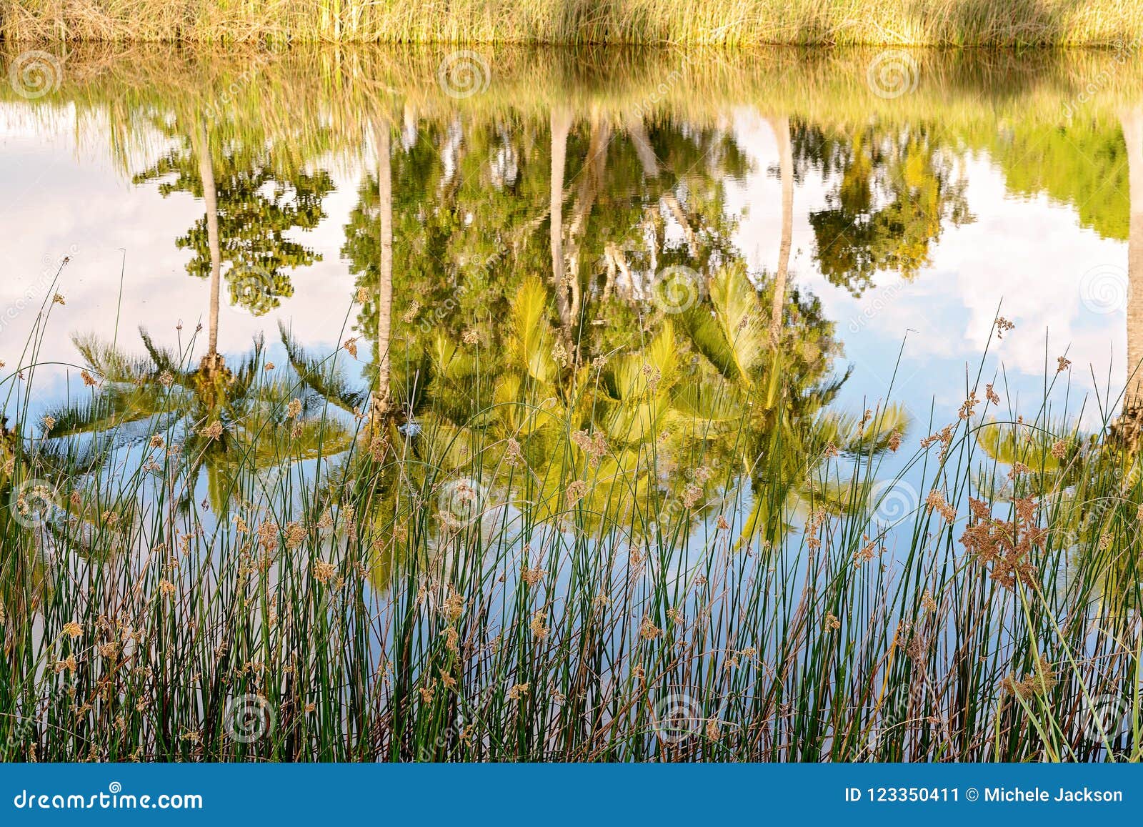 A Row of Trees Reflected in the Water of a Still Lake Stock Image ...